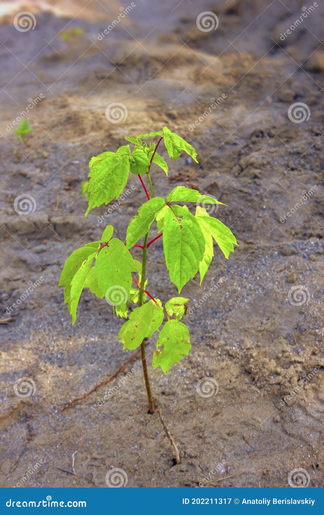 A Close-up of the American Ash-leaved Maple Tree Growing on the Sand ...