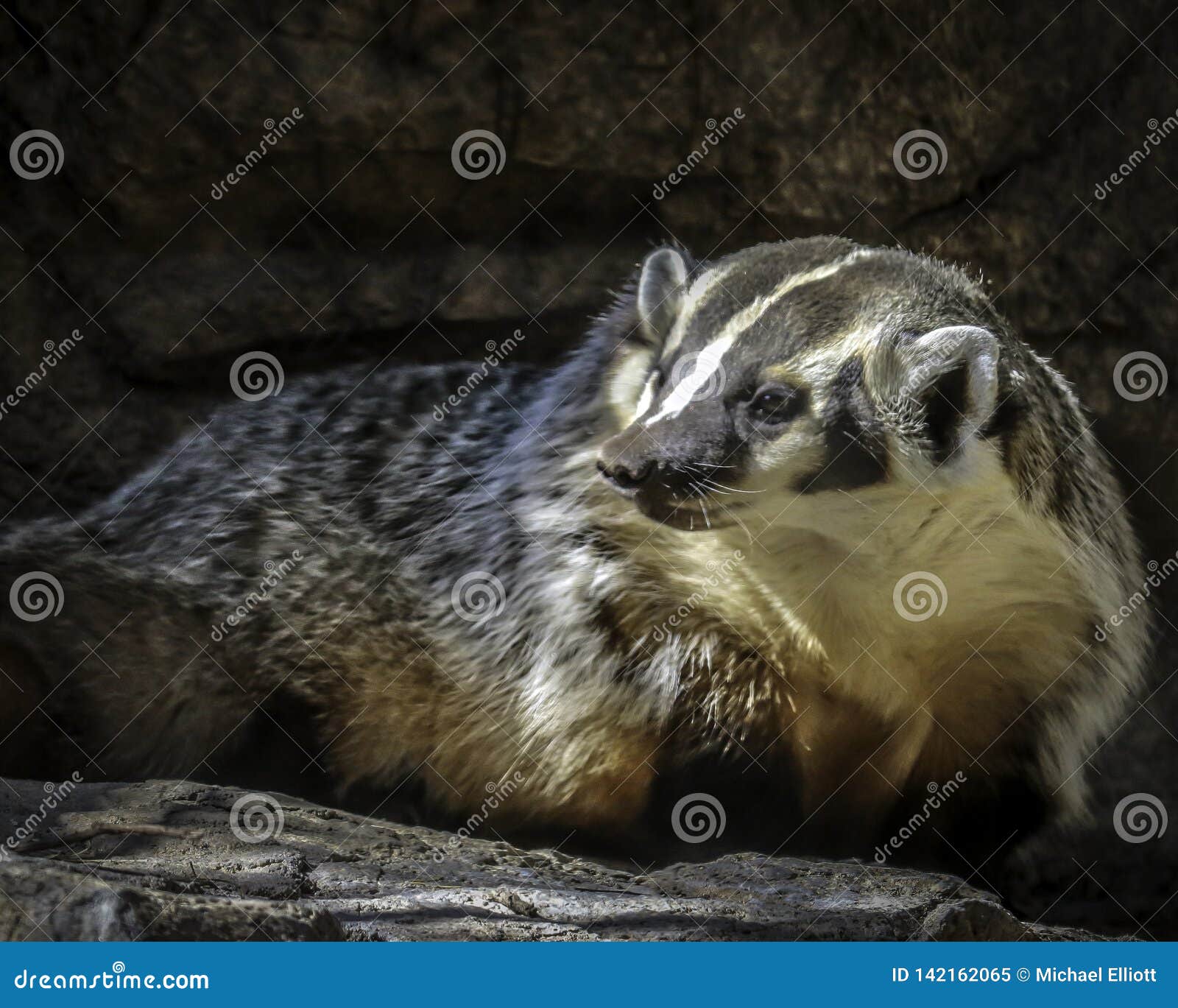 American Badger Portrait in the Shadows Stock Image - Image of smell ...