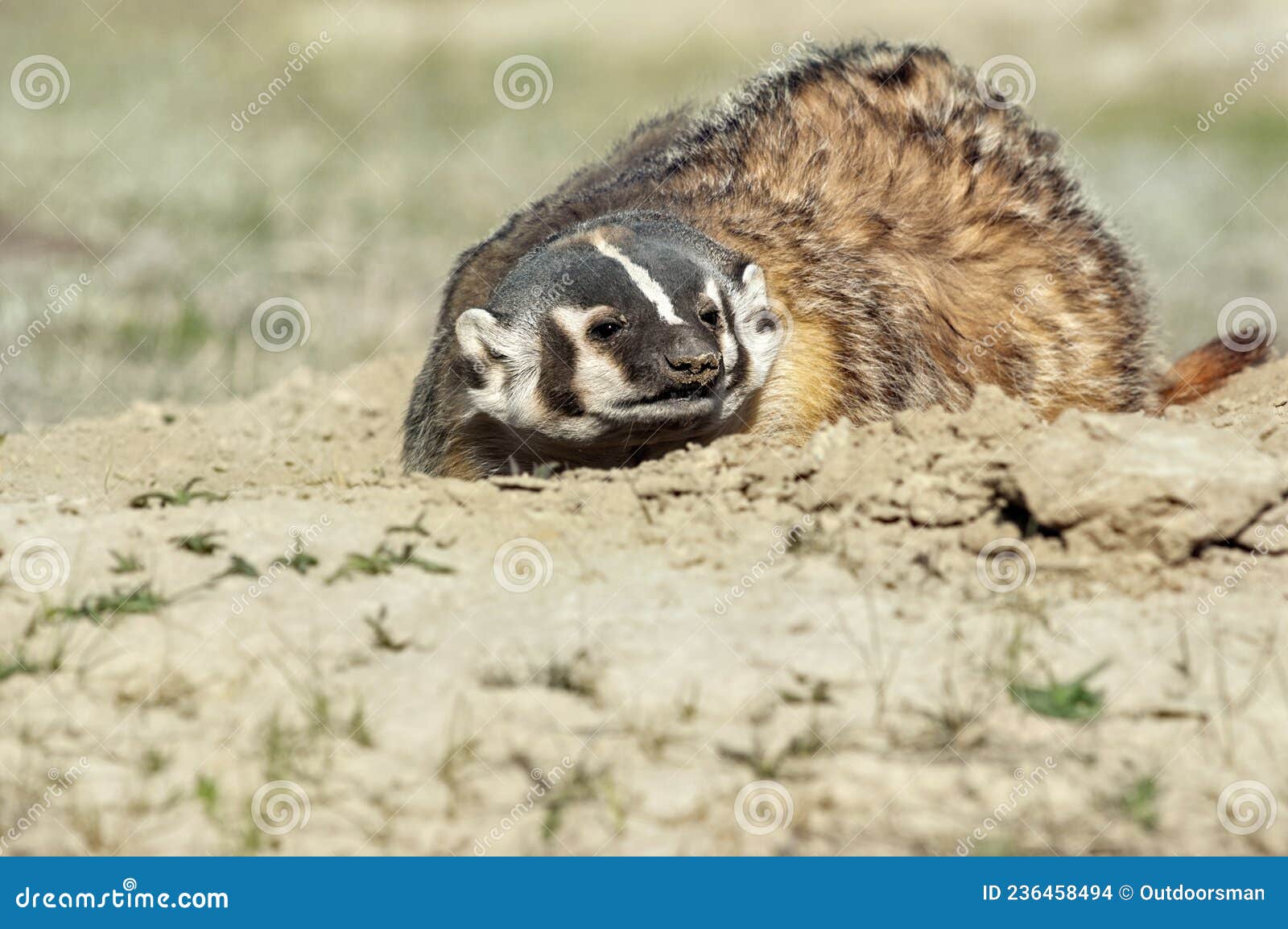 Close Up of American Badger Stock Photo - Image of close, genus: 236458494