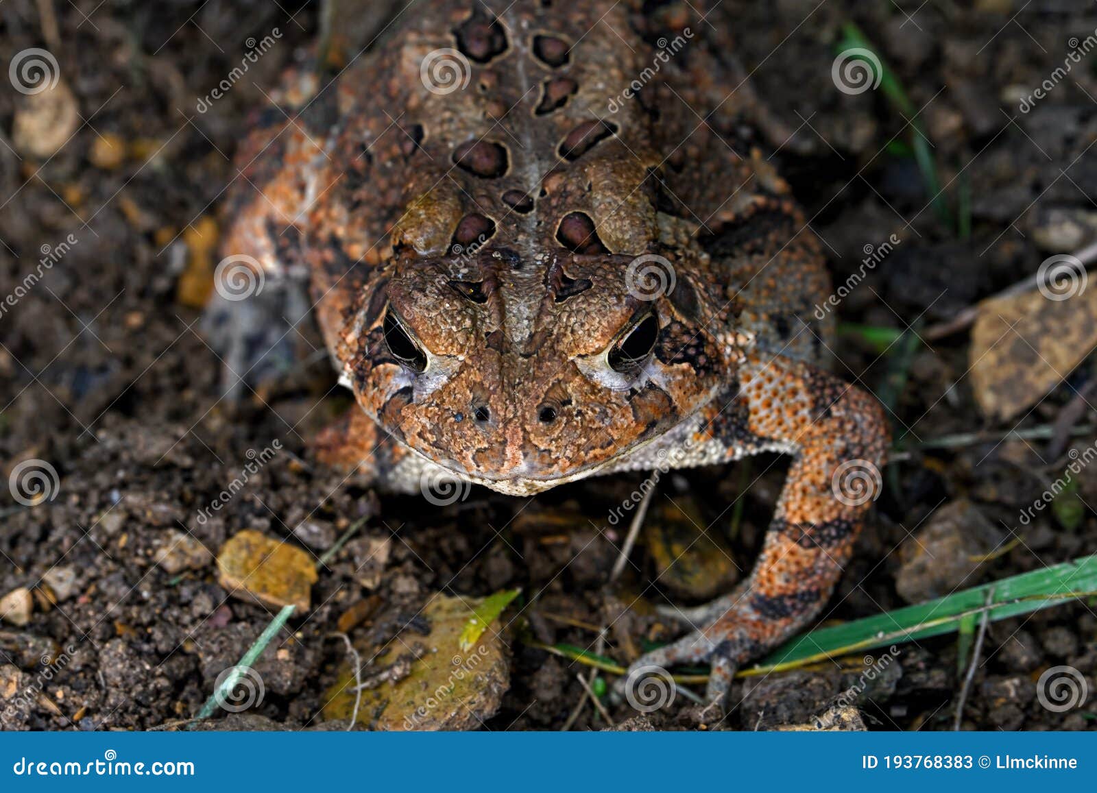 Close Up of American Toad in the Backyard Garden. Stock Image - Image ...