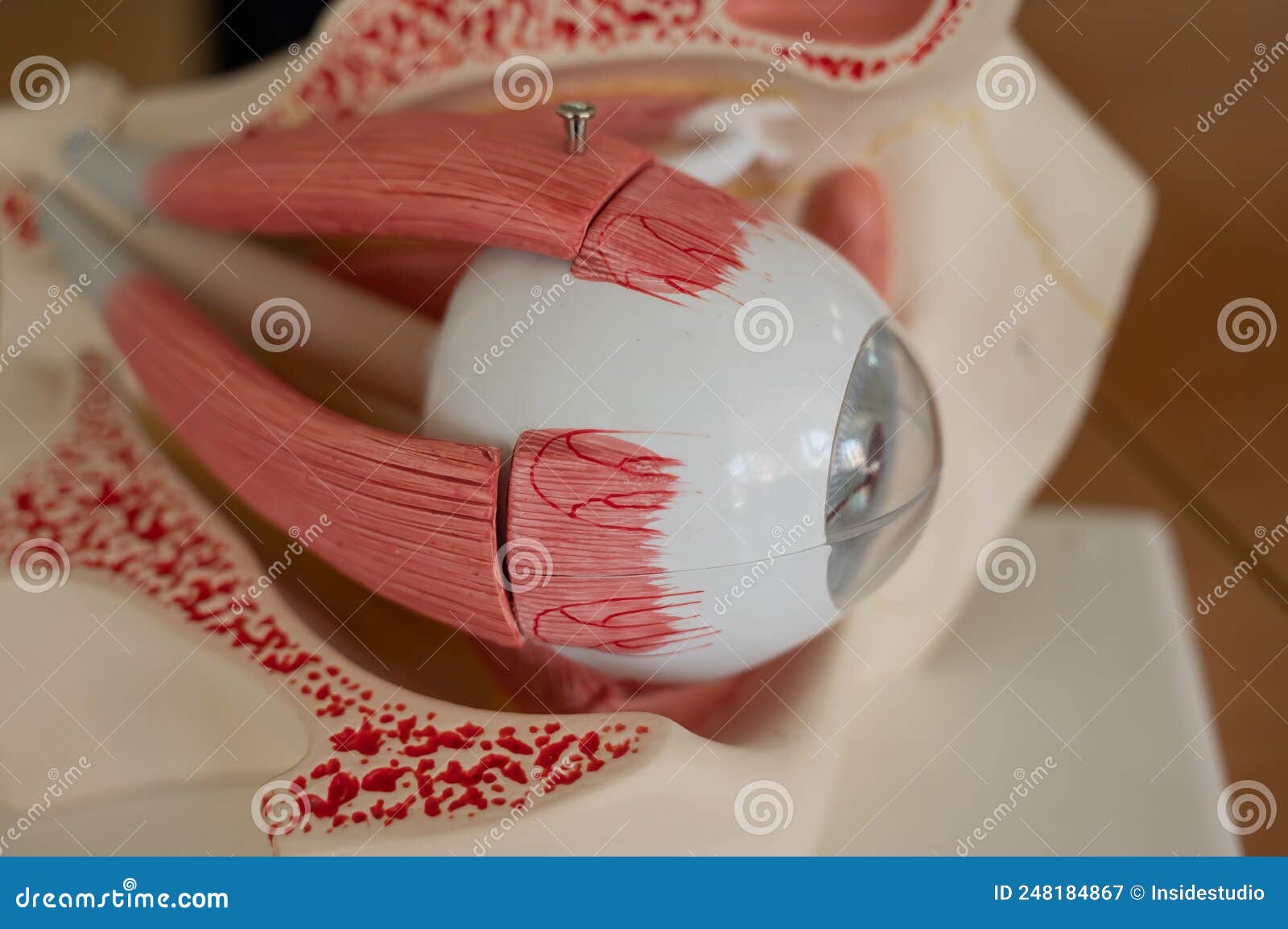 Anatomical Plastic Model Showing Pancreas, Gall Bladder With Gallstones ...