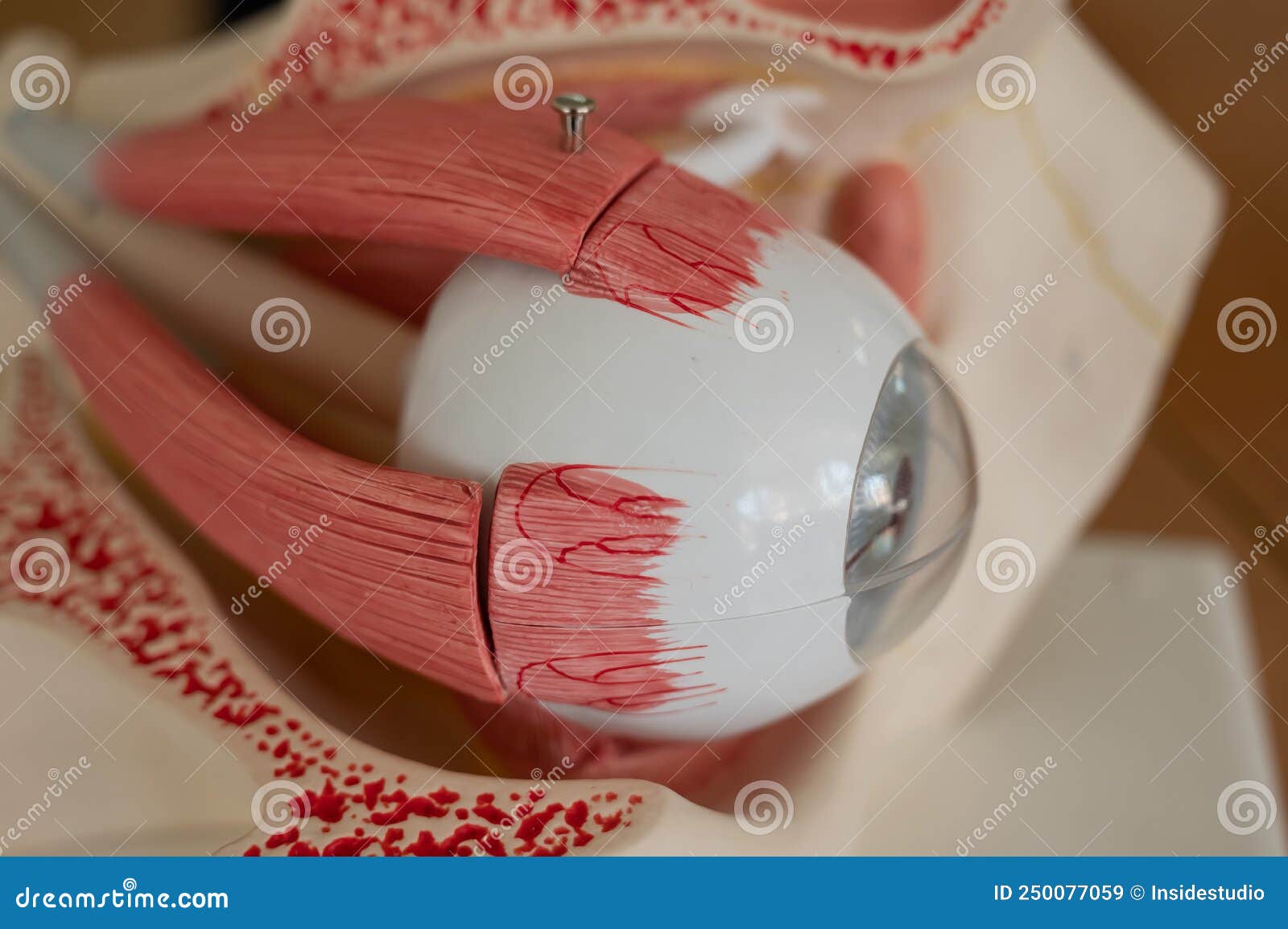 Close-up of an Anatomical Plastic Model of the Human Eye. Stock Image ...