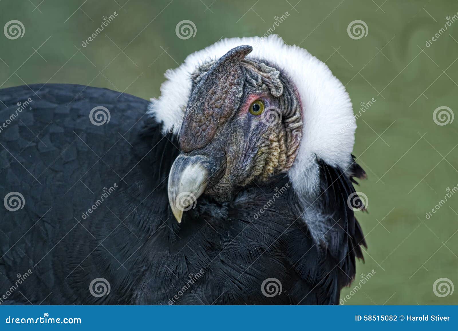 Close Up of an Andean Condor on the Ground Stock Photo - Image of stare ...