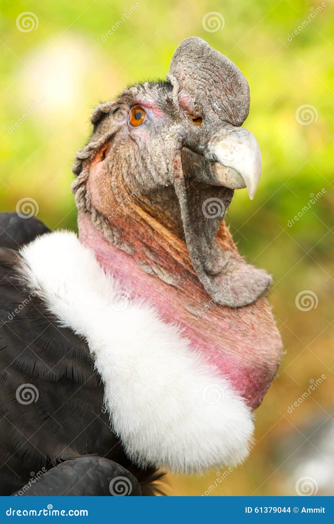 Close Up of an Andean Condor Stock Photo - Image of stare, looking ...