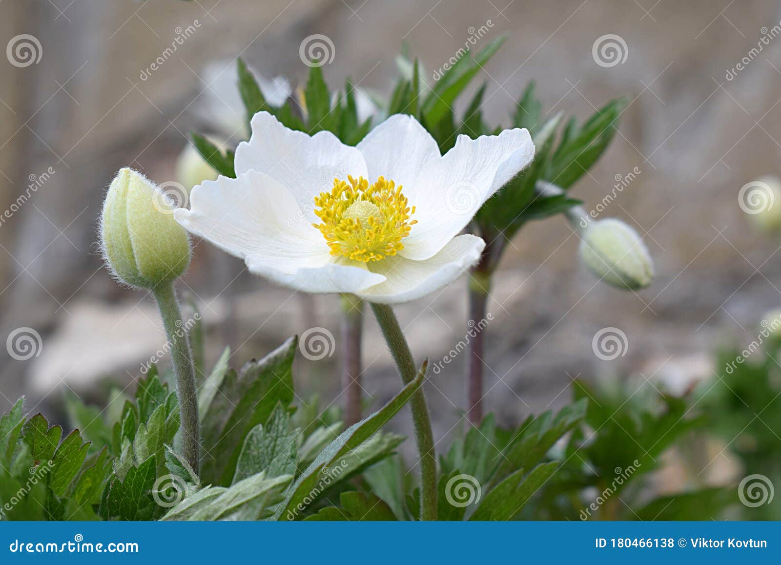Close-up of Anemone Flower and Unbroken Buds Stock Photo - Image of ...