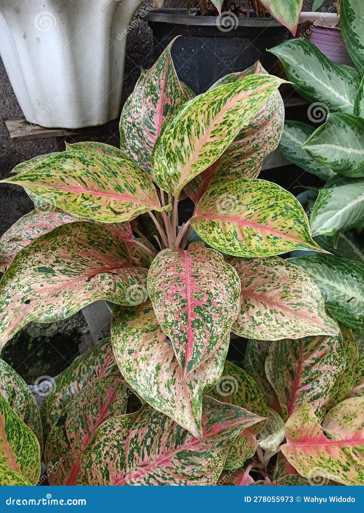 Close Up of Angel Wings Plant Stock Image - Image of white, summer ...