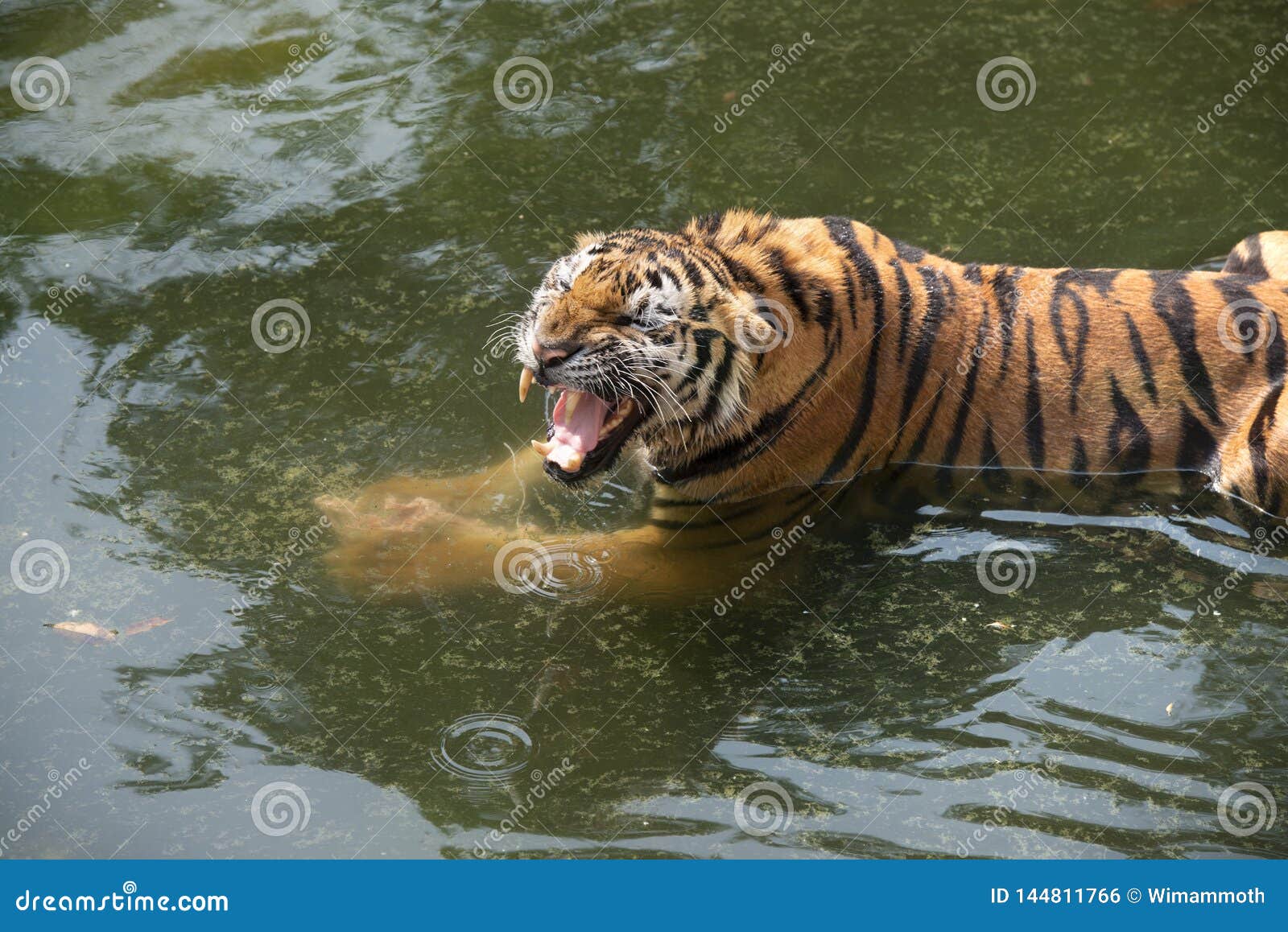 Angery Tiger in the water stock photo. Image of face - 144811766