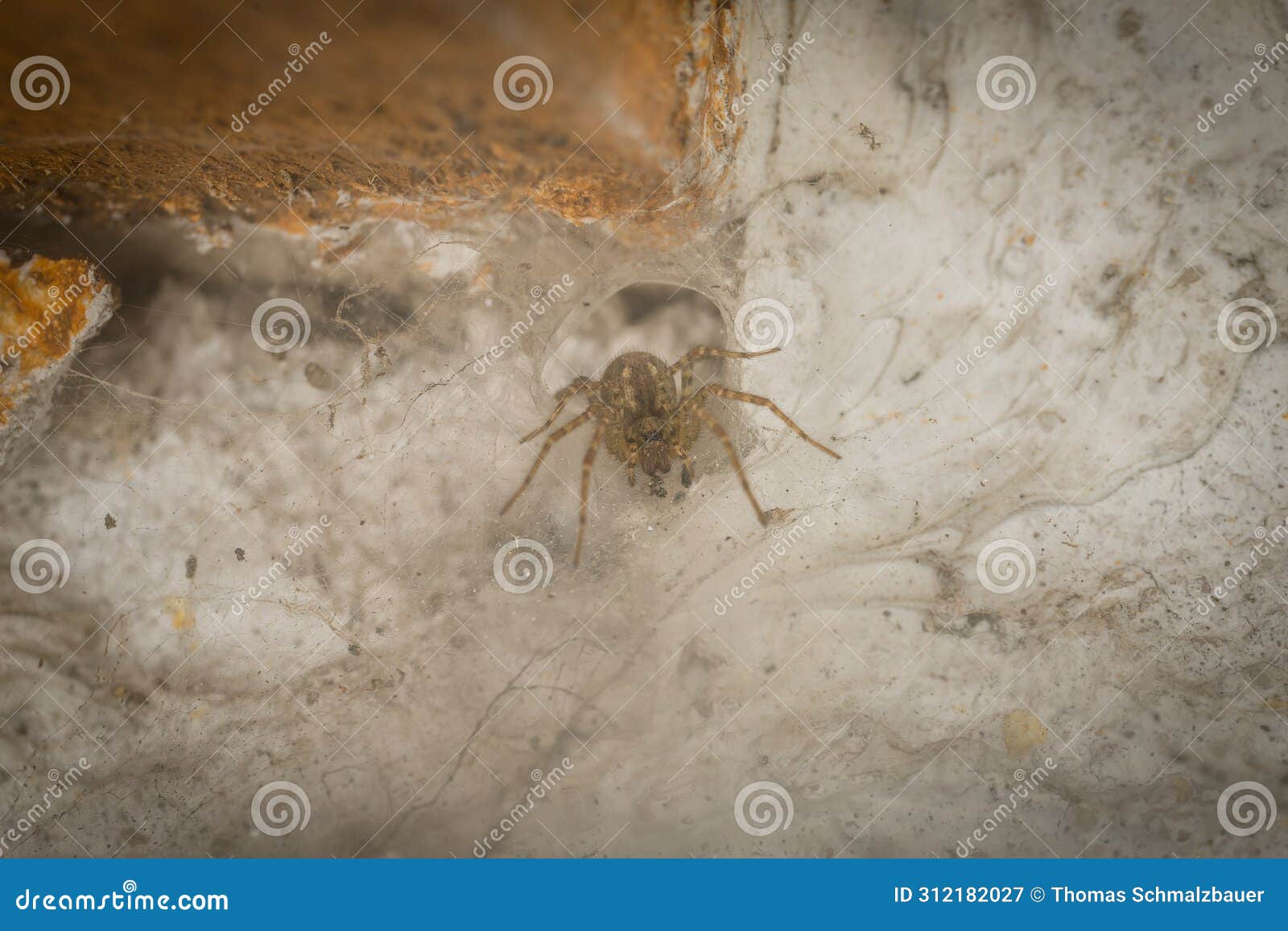 Close-up of an Angle Spider Web Spider in Its Web on a House Wall ...