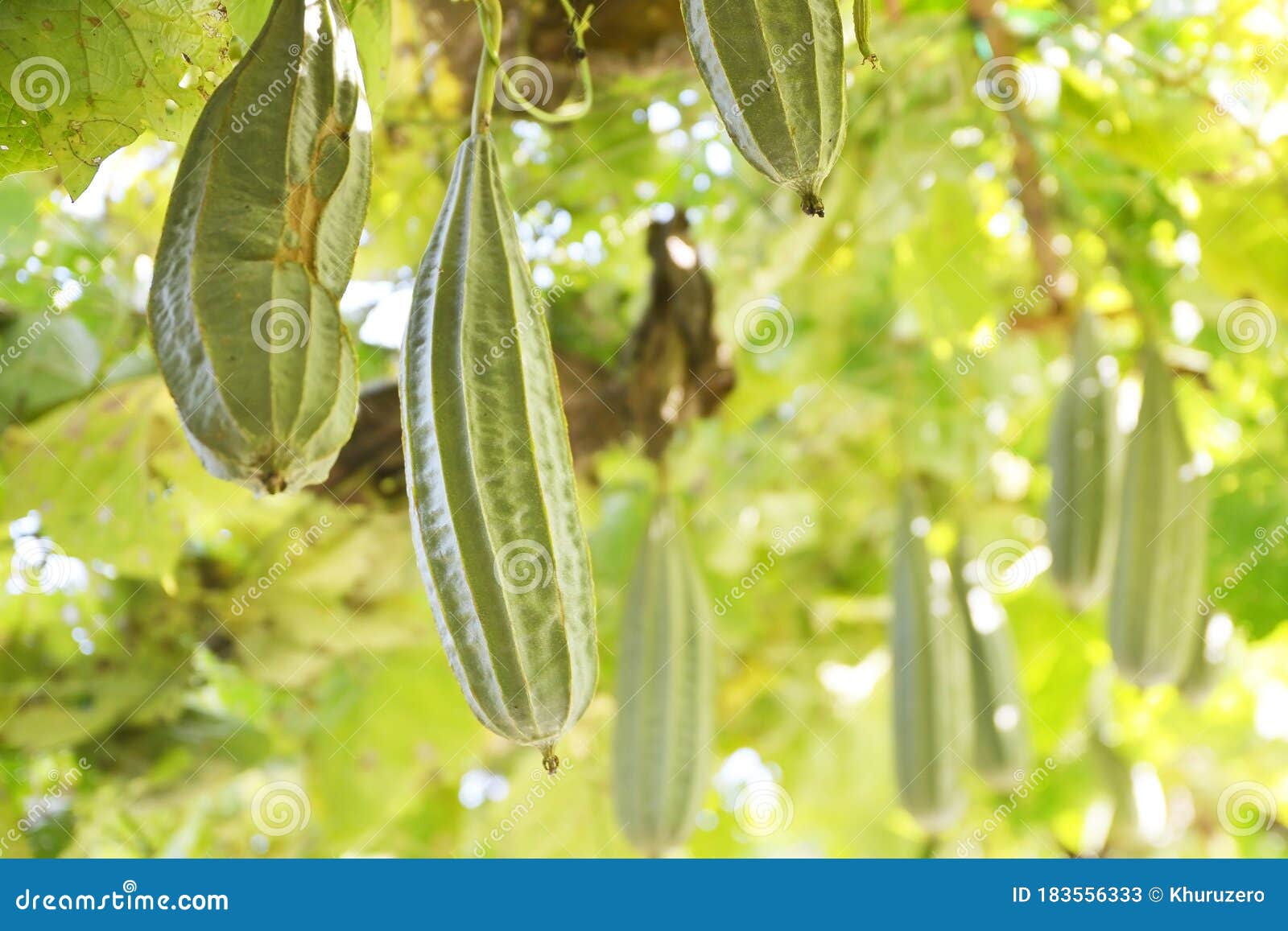 Close up of angled loofah stock image. Image of vine - 183556333