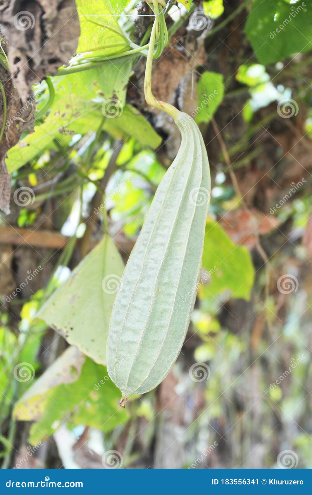 Close up of angled loofah stock image. Image of nutrition - 183556341