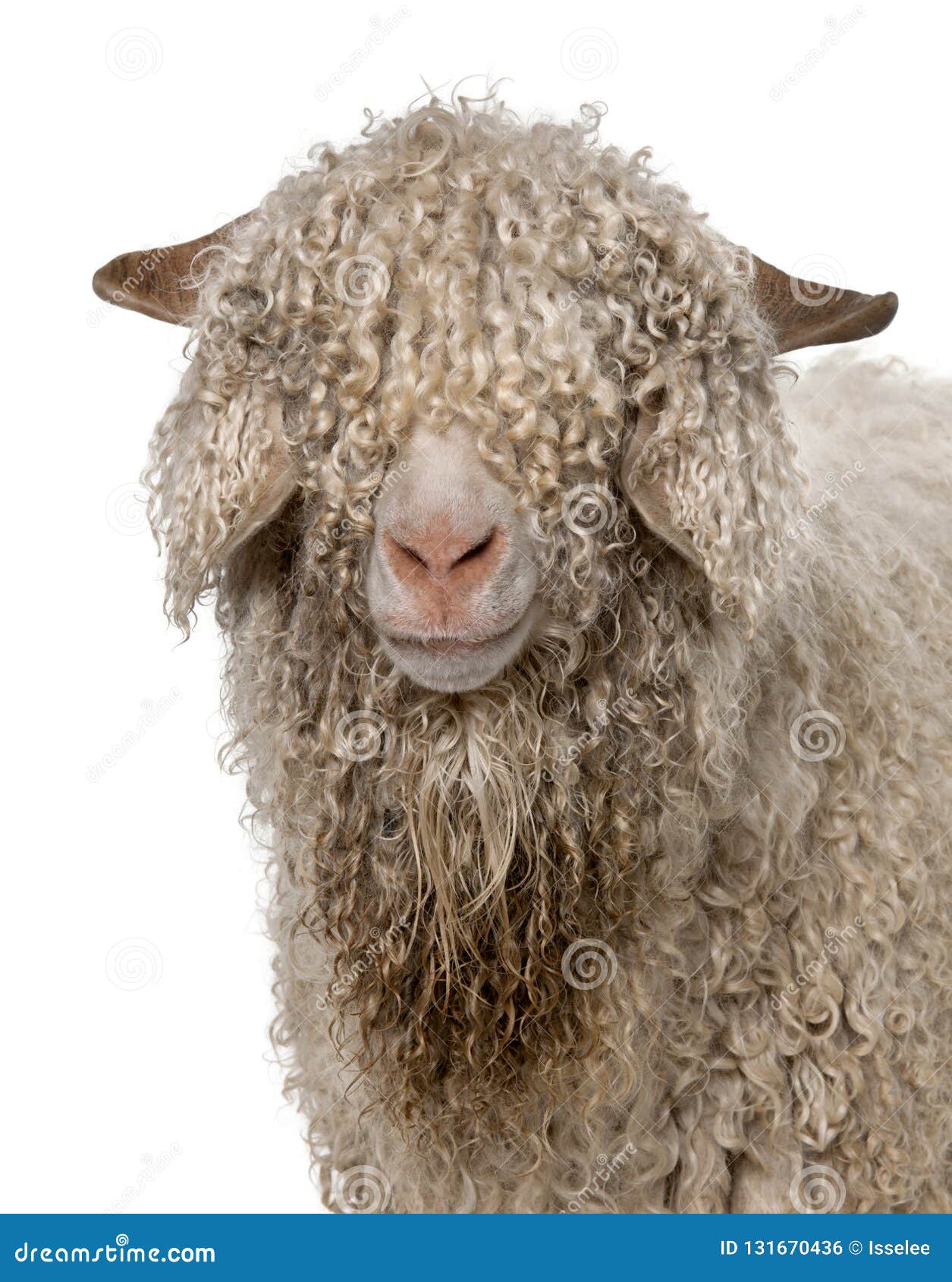 2,813 Goat Head Front Stock Photos - Free & Royalty-Free Stock Photos ...