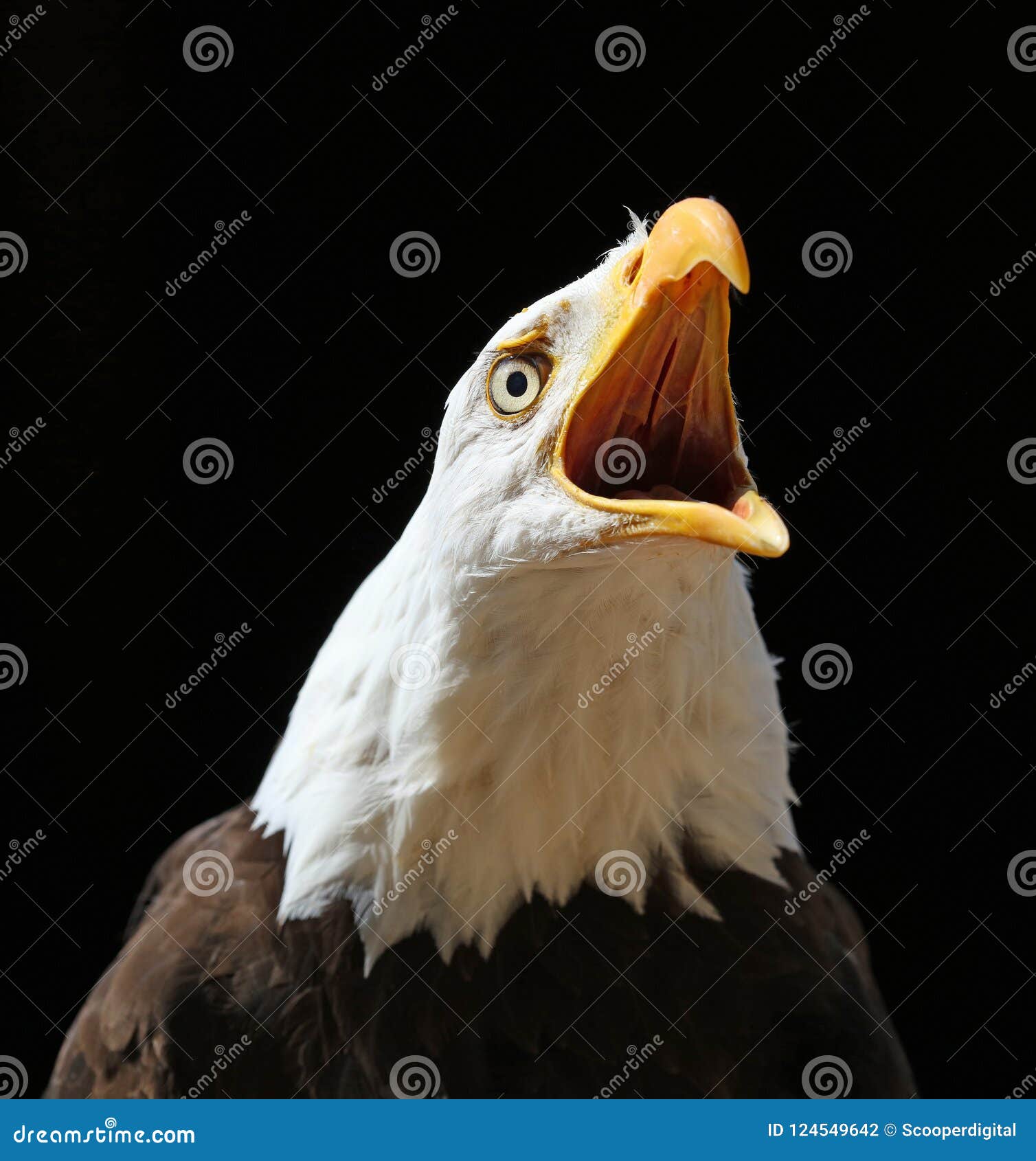 Close Up of an Angry Bald Eagle Calling Stock Photo - Image of closeup ...