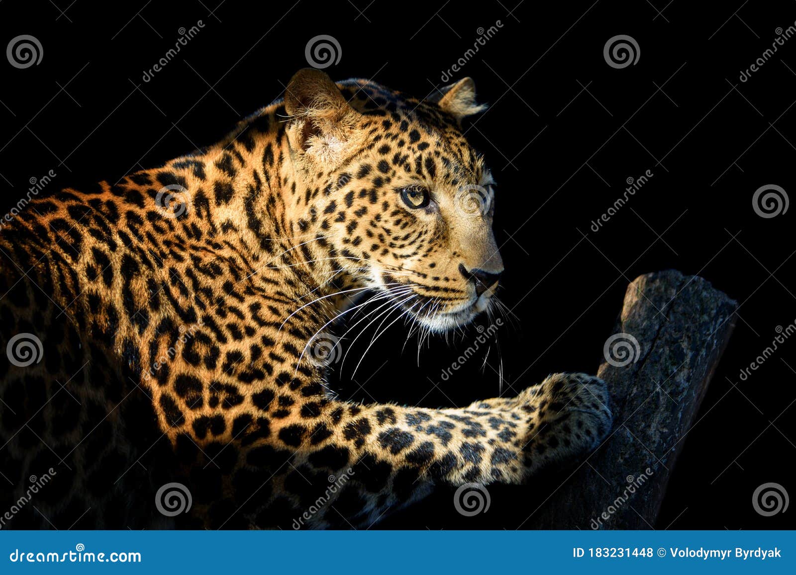 Close Up Angry Big Leopard Isolated on Black Background Stock Photo ...