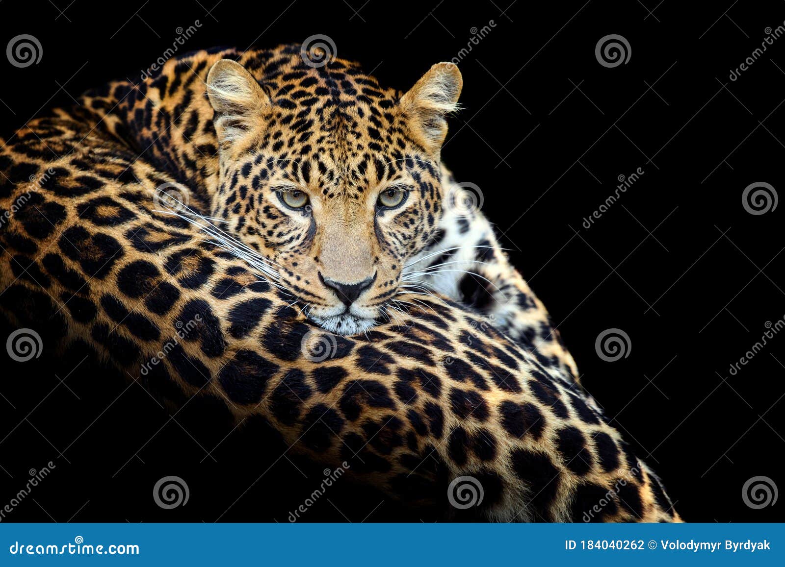 Close Up Angry Big Leopard Isolated on Black Background Stock Photo ...