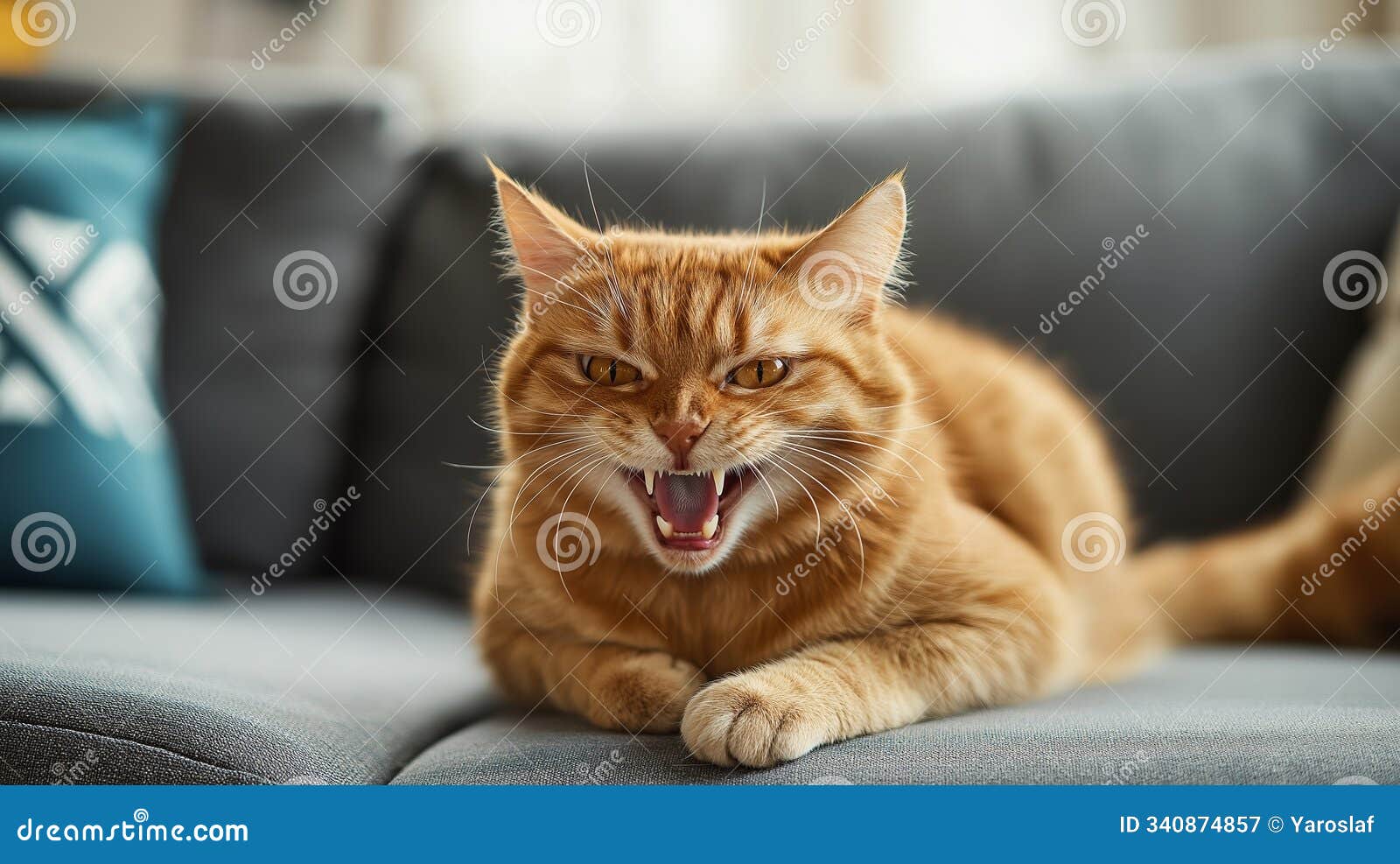 Close-up of an Angry Ginger Cat with Sharp Teeth and an Open Mouth ...