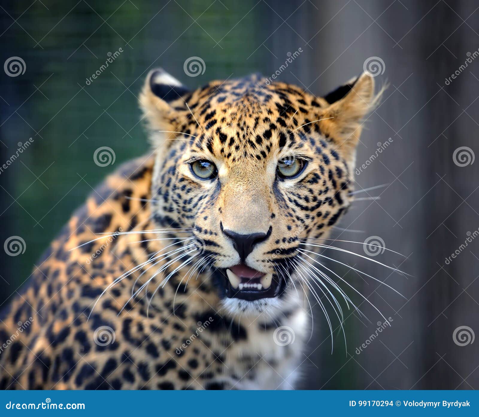 Close Angry Leopard Portrait Stock Photo - Image of jaguar, african ...