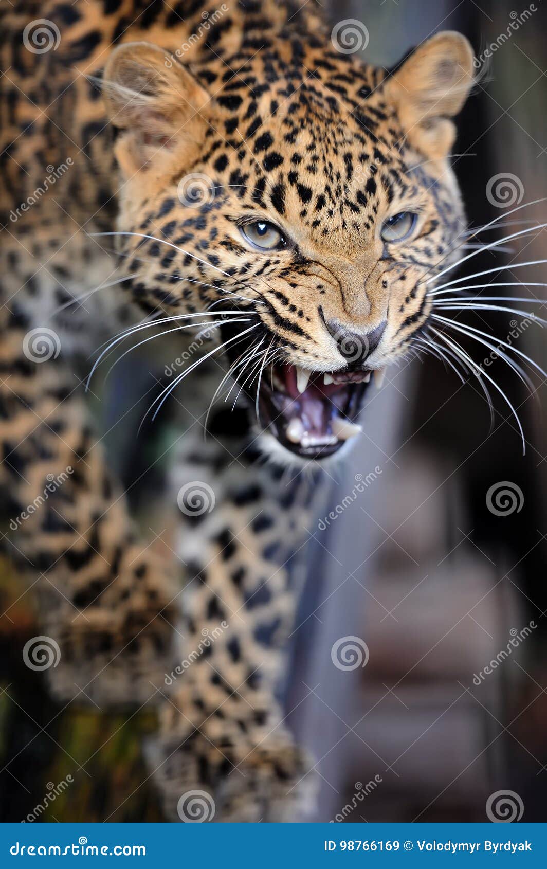 Angry Leopard Stock Image | CartoonDealer.com #165102121