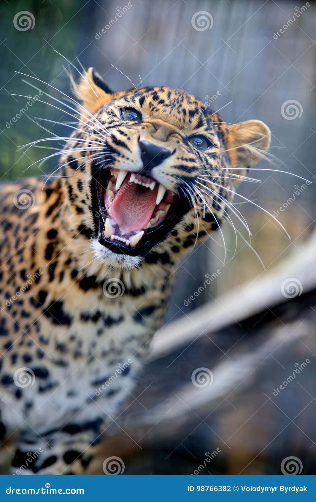 Close Angry Leopard Portrait Stock Photo - Image of looking, closeup ...