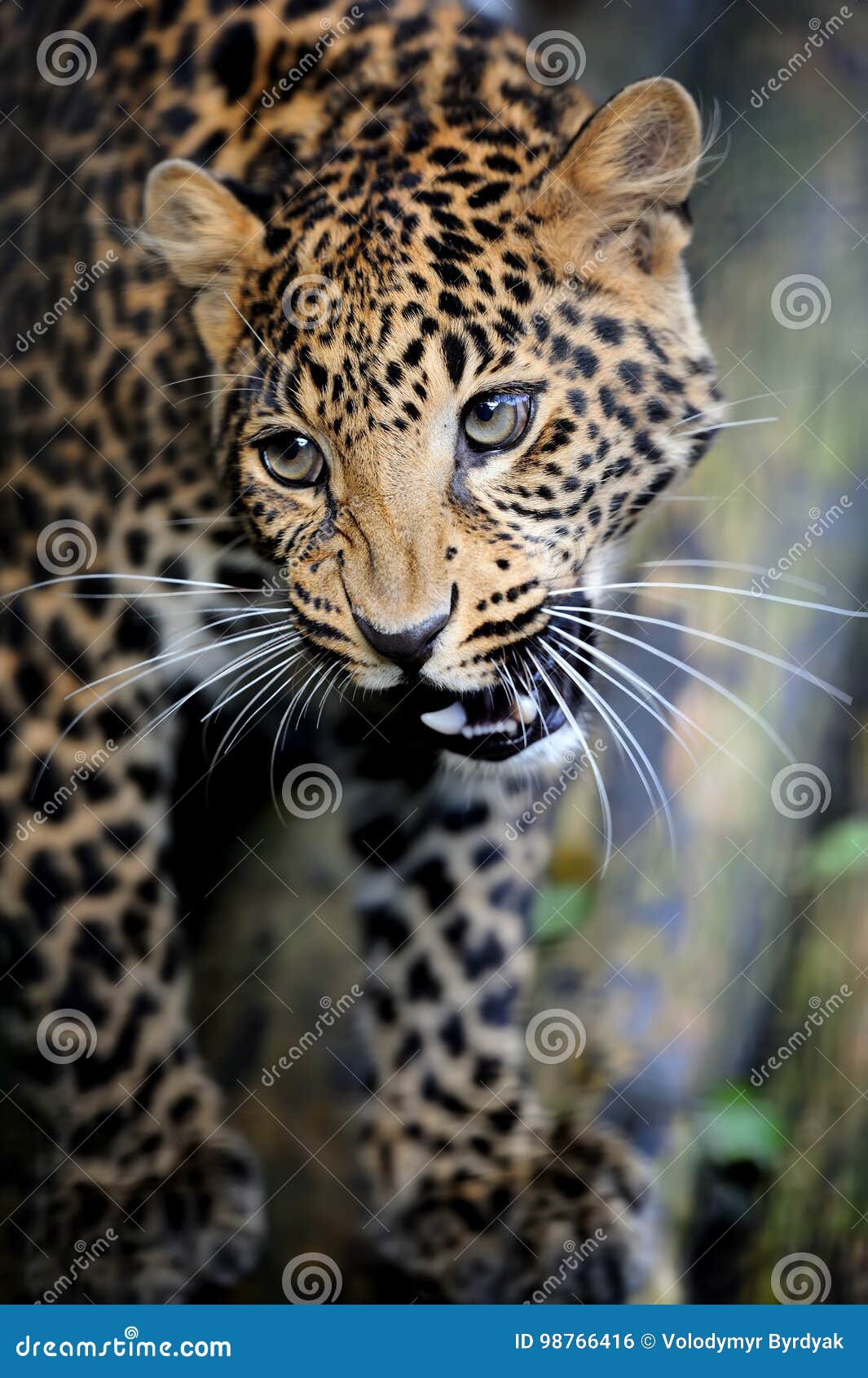 Angry Leopard Stock Image | CartoonDealer.com #165102121