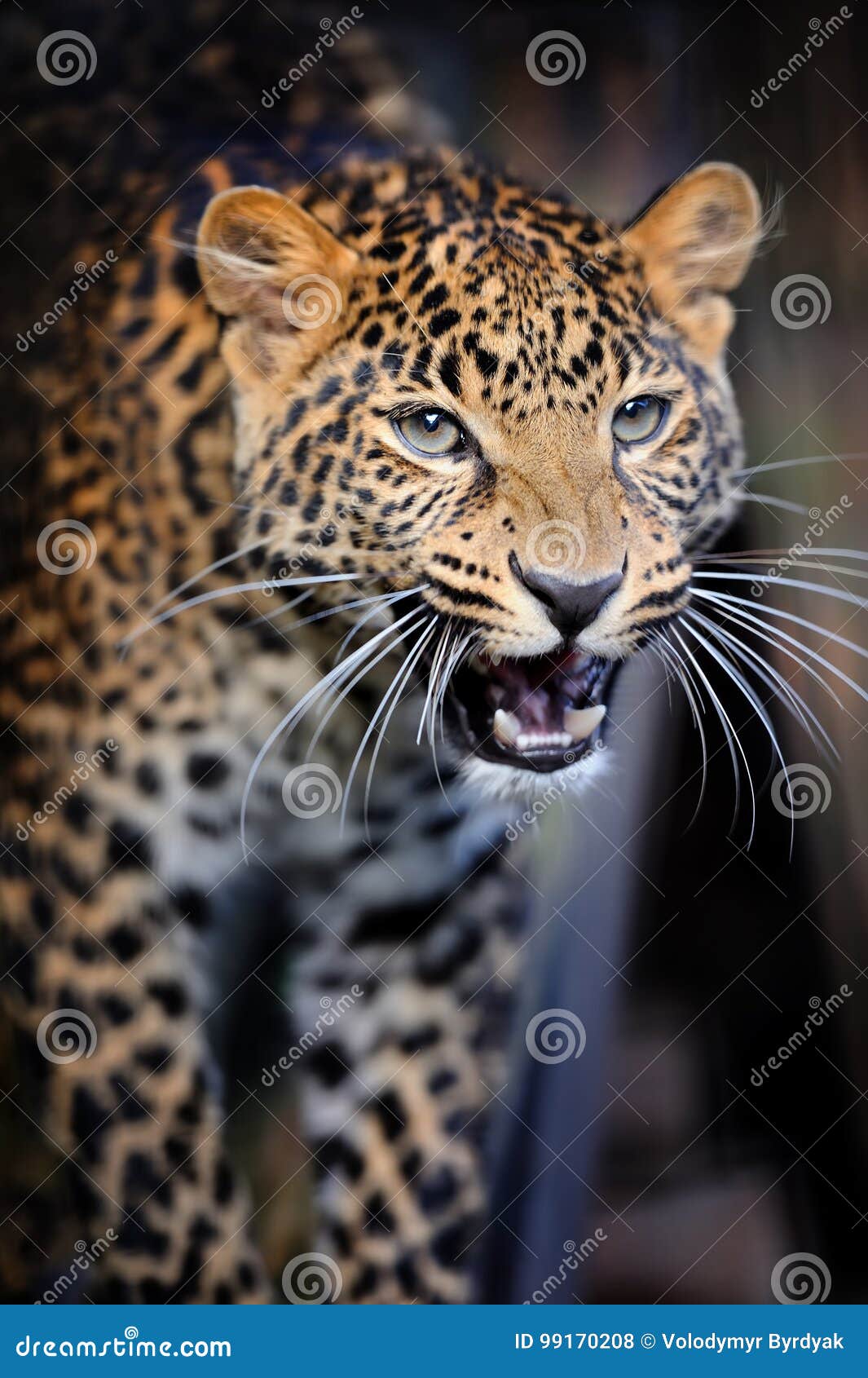 Close Angry Leopard Portrait Stock Photo - Image of fast, carnivore ...