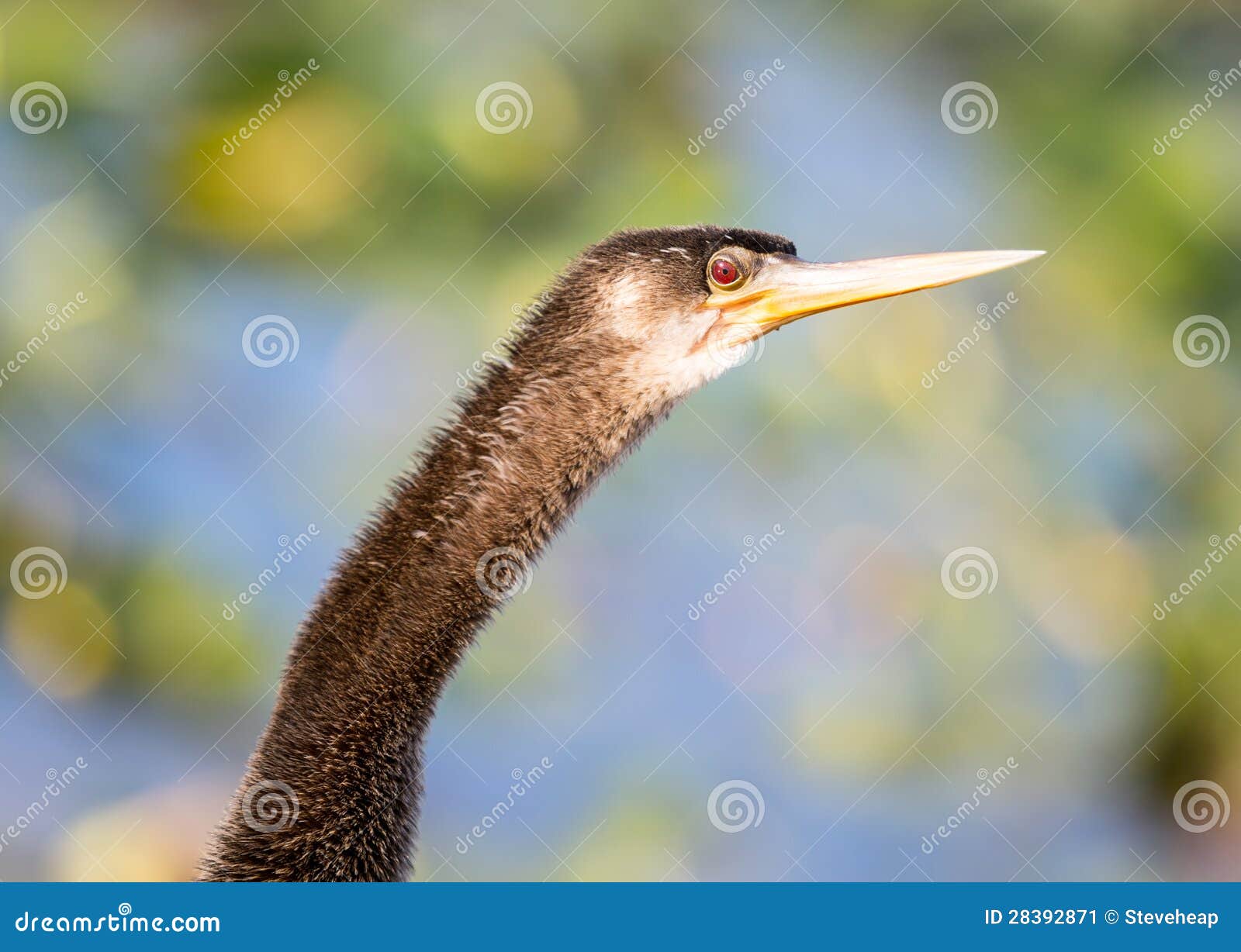 Close Up of Anhinga Bird in Everglades Stock Image - Image of ...