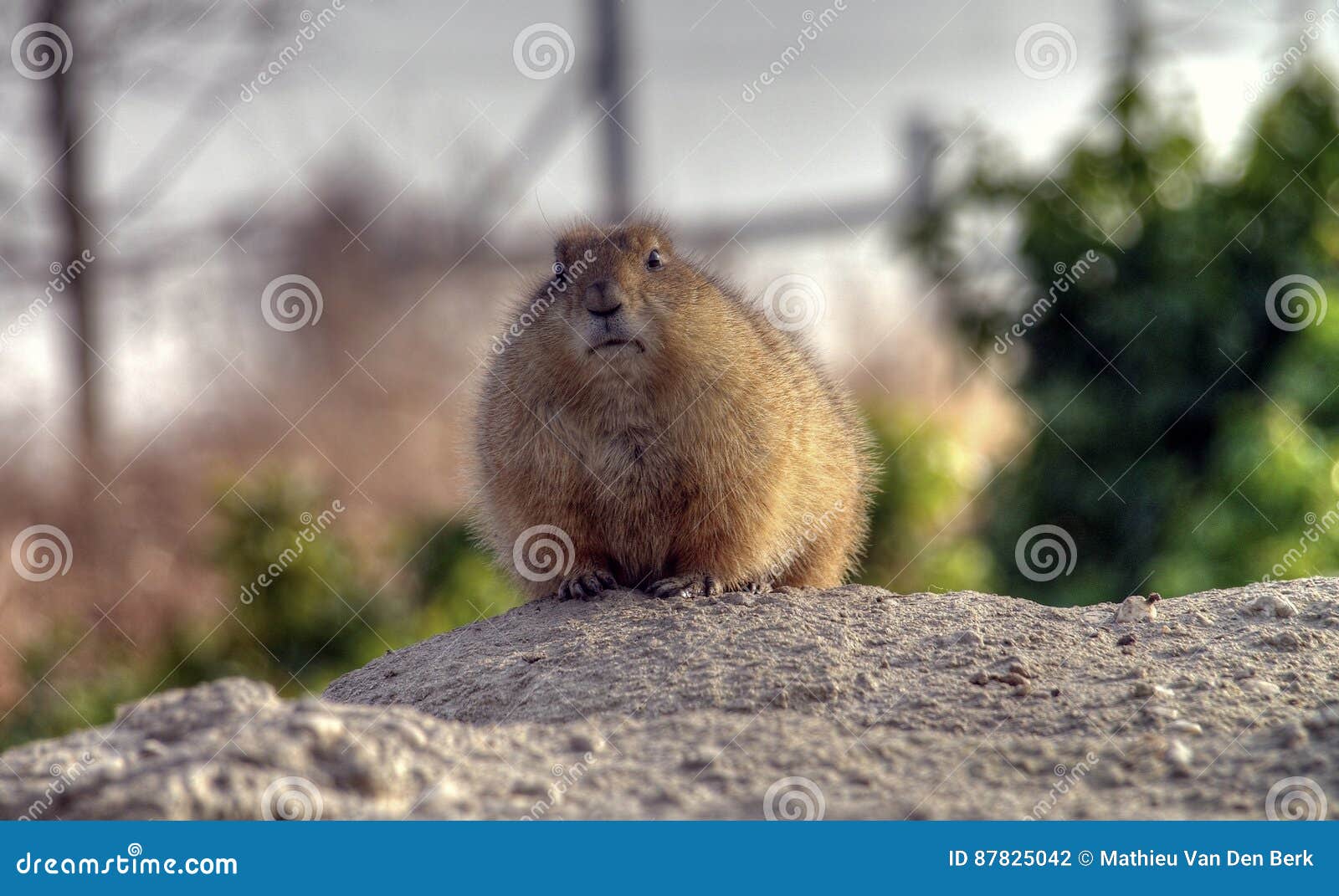 Close Up of Animal in Domestic Setting Stock Photo - Image of park ...