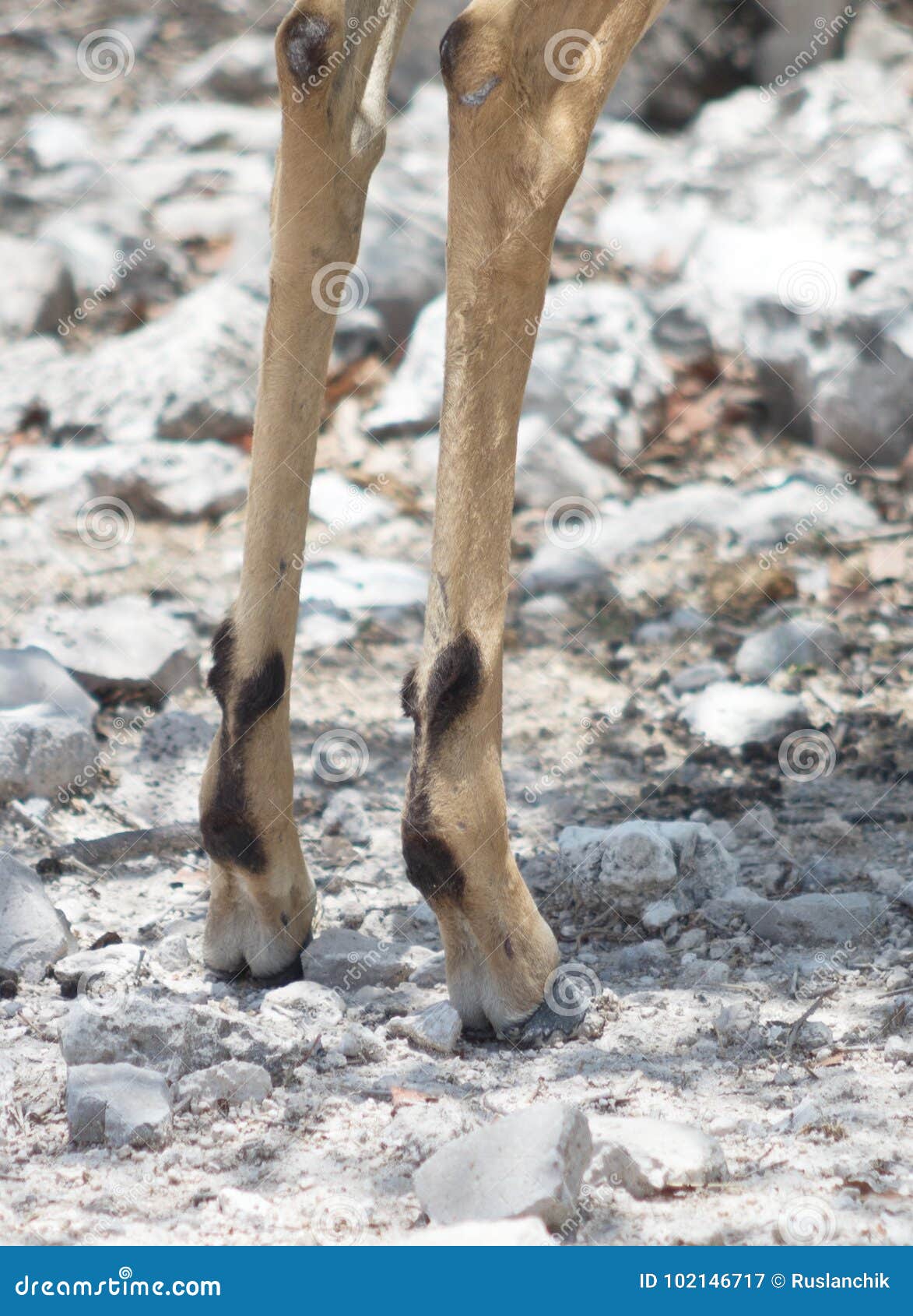 Antelope leg stock image. Image of africa, animal, beautiful - 102146717