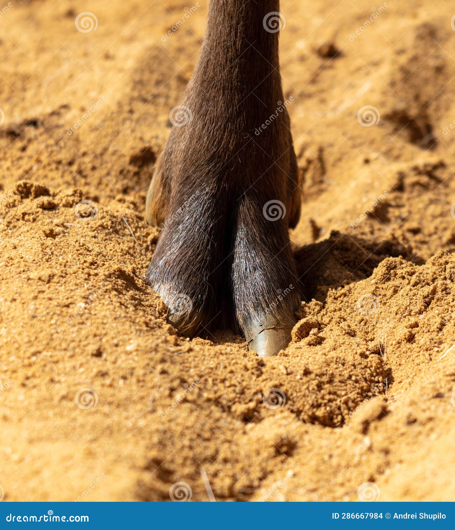 Close-up of an Animal S Hooves on Sandy Ground Stock Photo - Image of ...