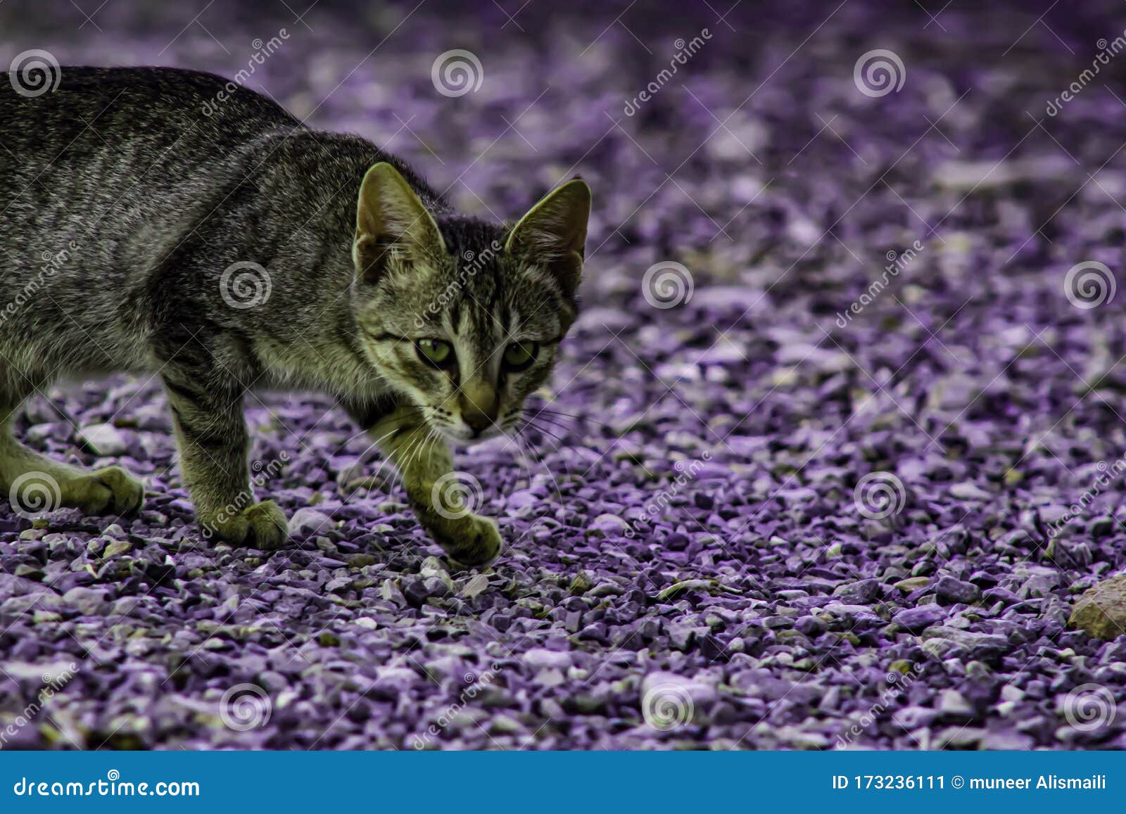 Close-up of Animals Cat are Angry Stock Image - Image of legs, close ...