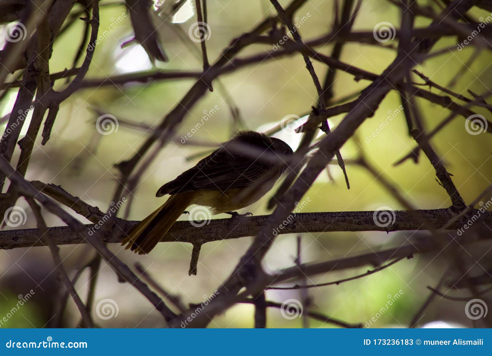 Close-up of Animals Hidden Bird Stock Image - Image of bird, hidden ...