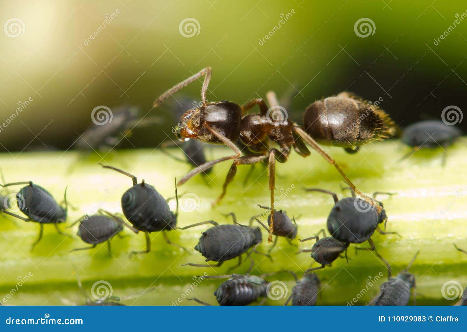 Close-up of an Ant and Aphid Stock Image - Image of honey, biology ...