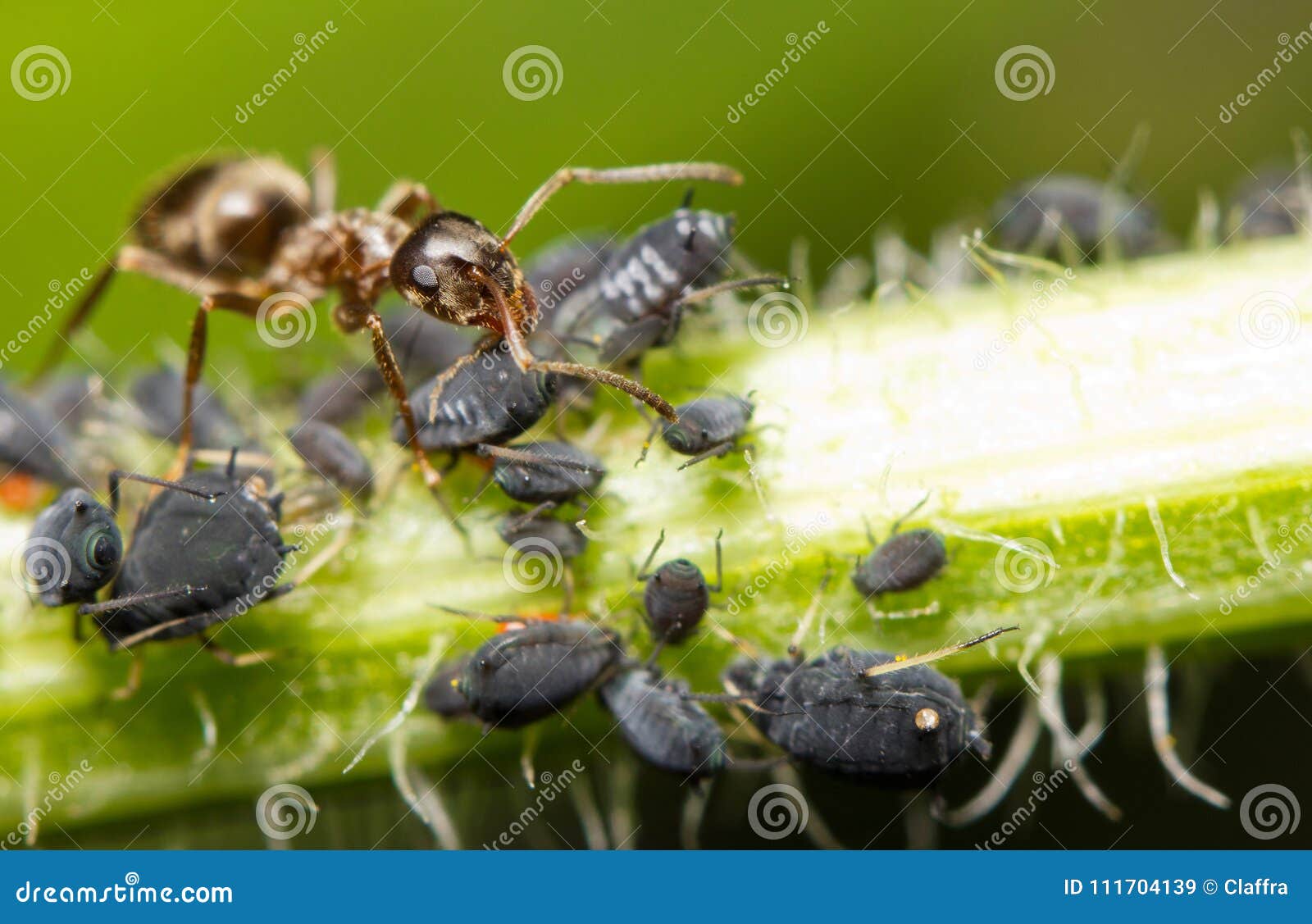 Close-up of an Ant and Aphid Stock Image - Image of education, colony ...