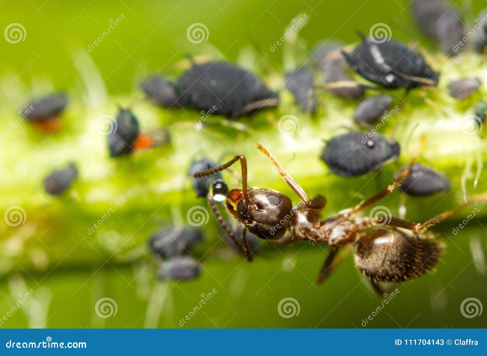 Close-up of an Ant and Aphid Stock Image - Image of arthropod, biology ...