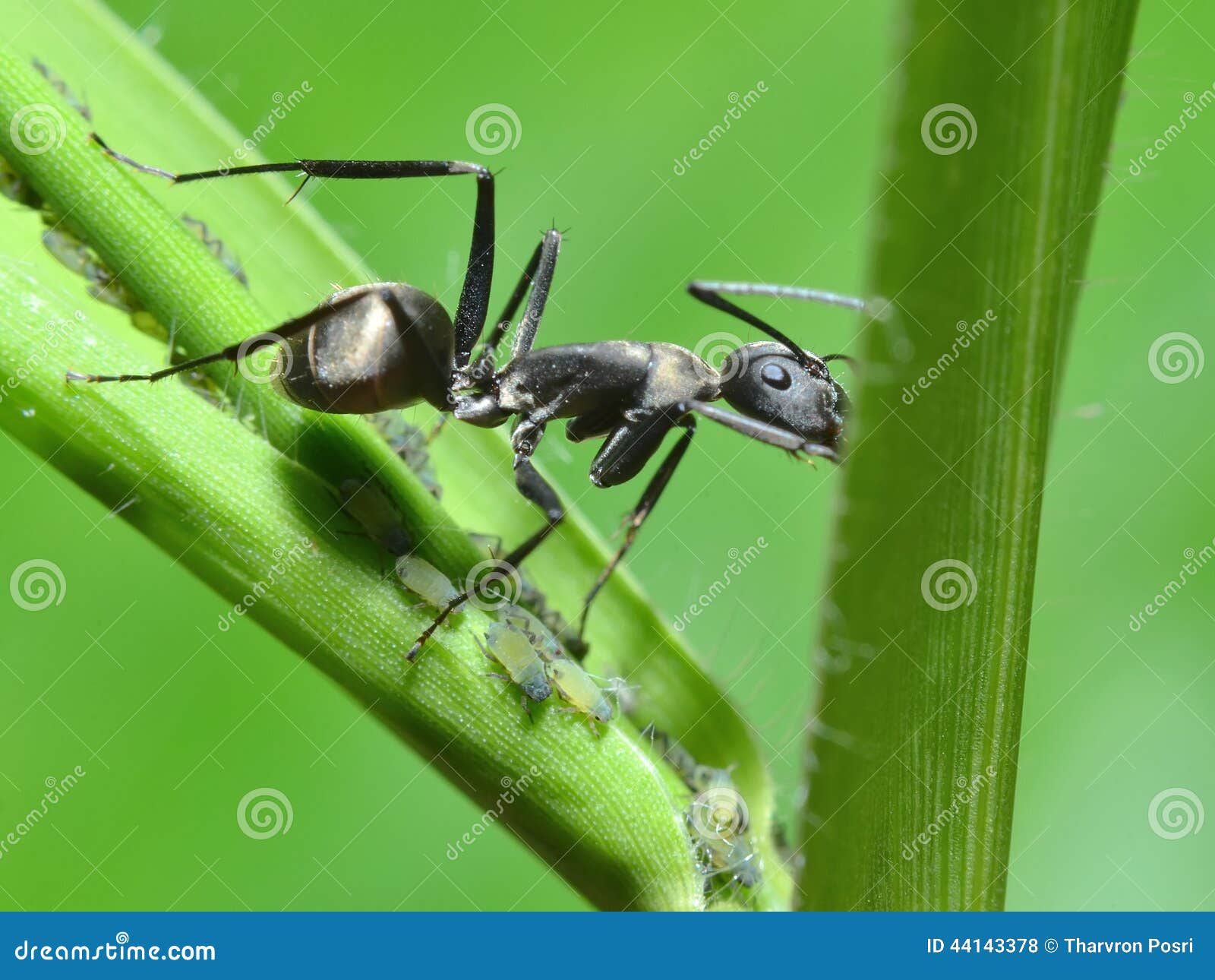 Close up ant stock photo. Image of background, macro - 44143378