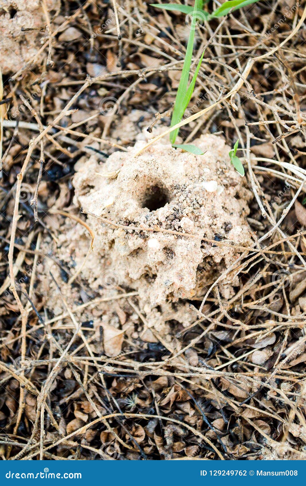 Ant nest on the ground stock photo. Image of rough, ground - 129249762