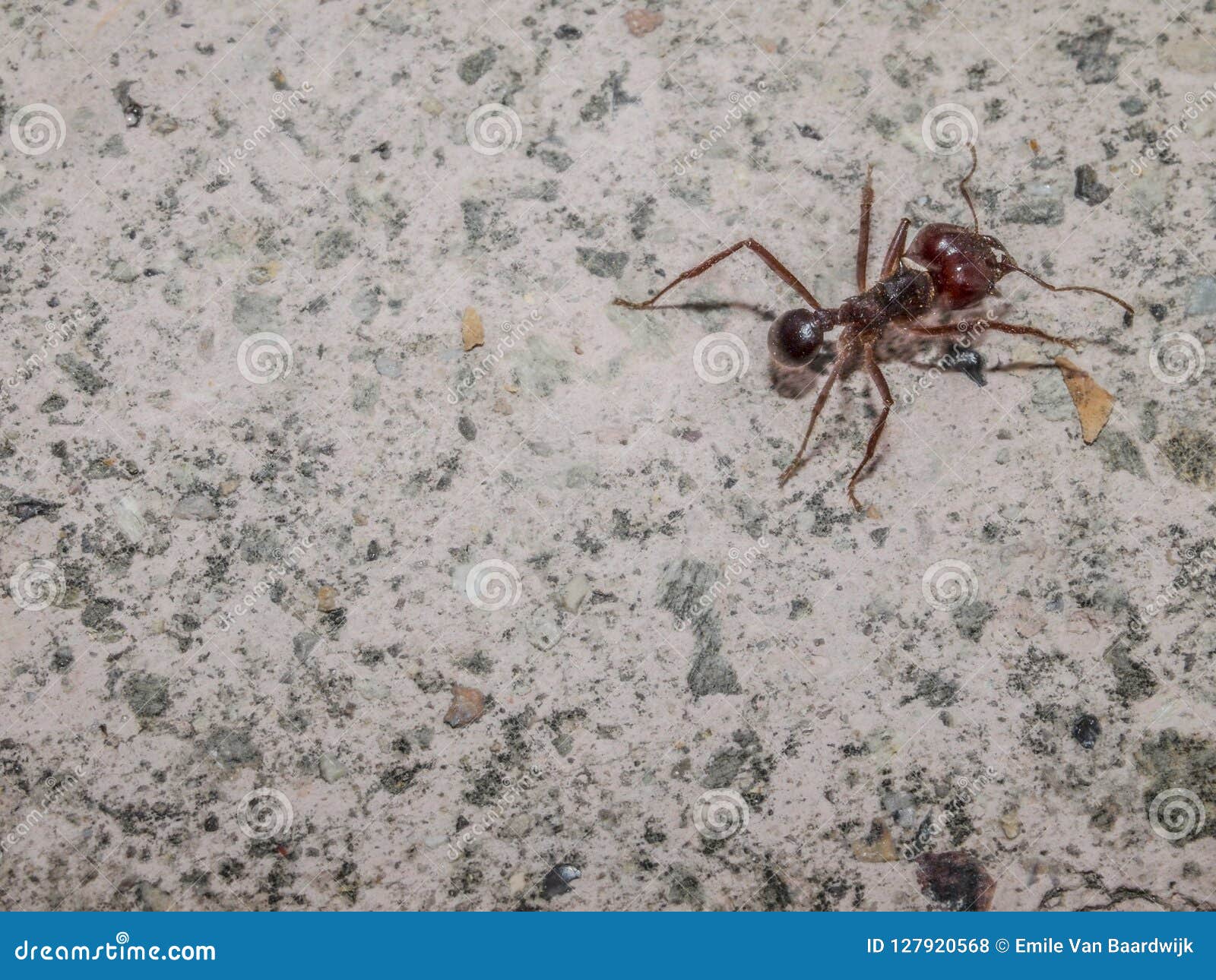 Close Up of an Ant on the Pavement of a Sidewalk Stock Photo - Image of ...
