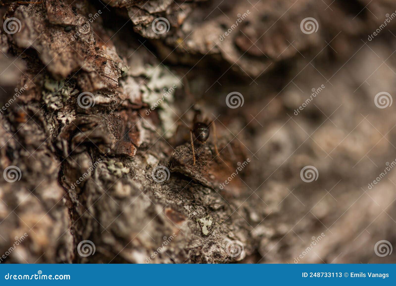 A Close-up of an Ant S Back that Crawls Under the Bark of a Pine Tree ...