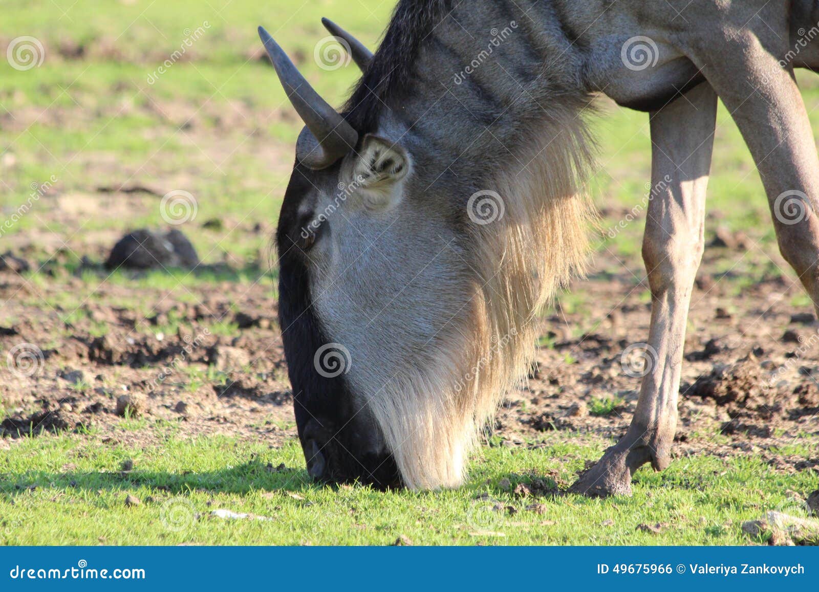 Close Up of an Antelope Gnu Stock Photo - Image of game, gnou: 49675966