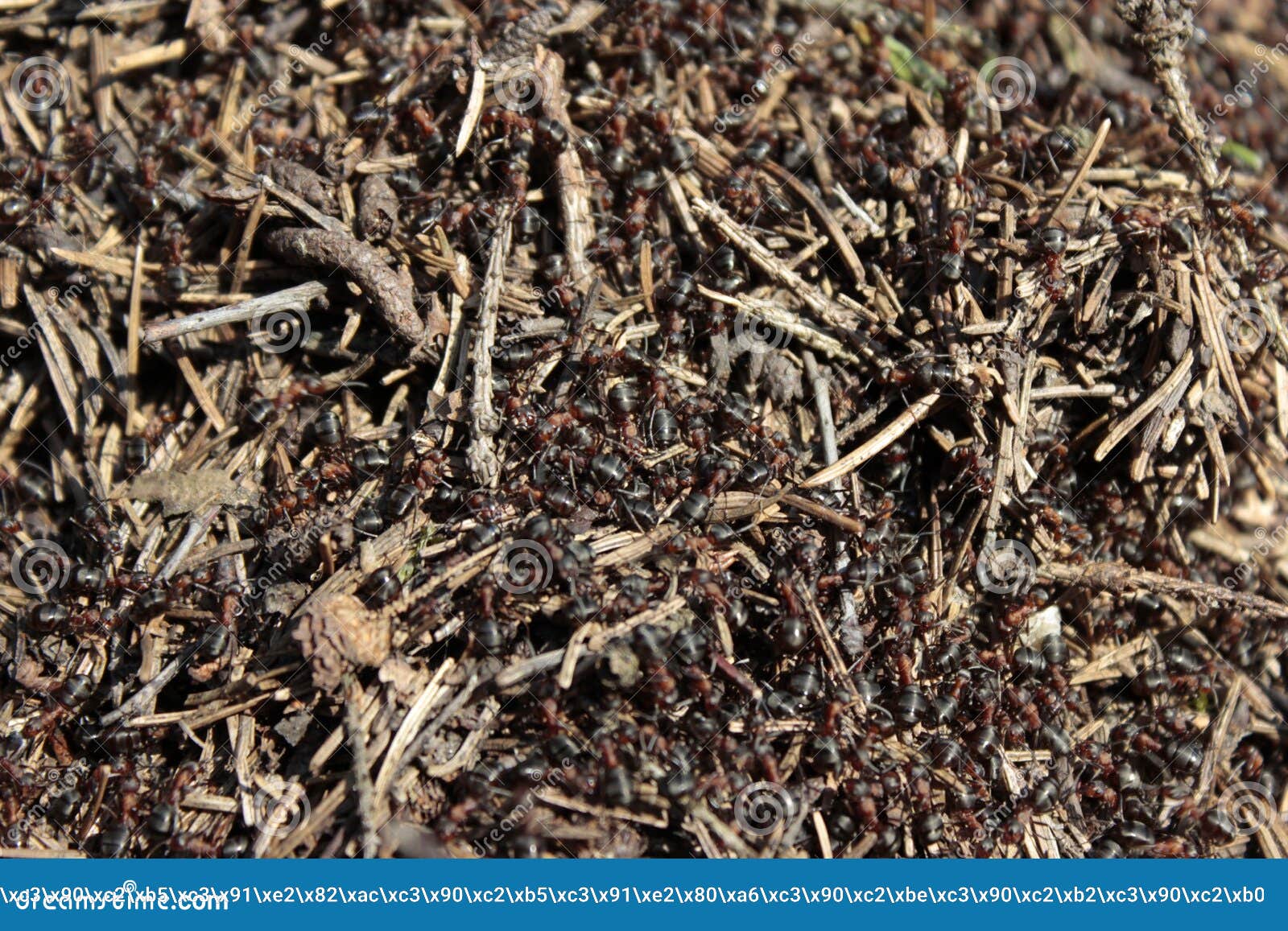 Close Up Anthill in the Forest Stock Photo - Image of forest, closeup ...