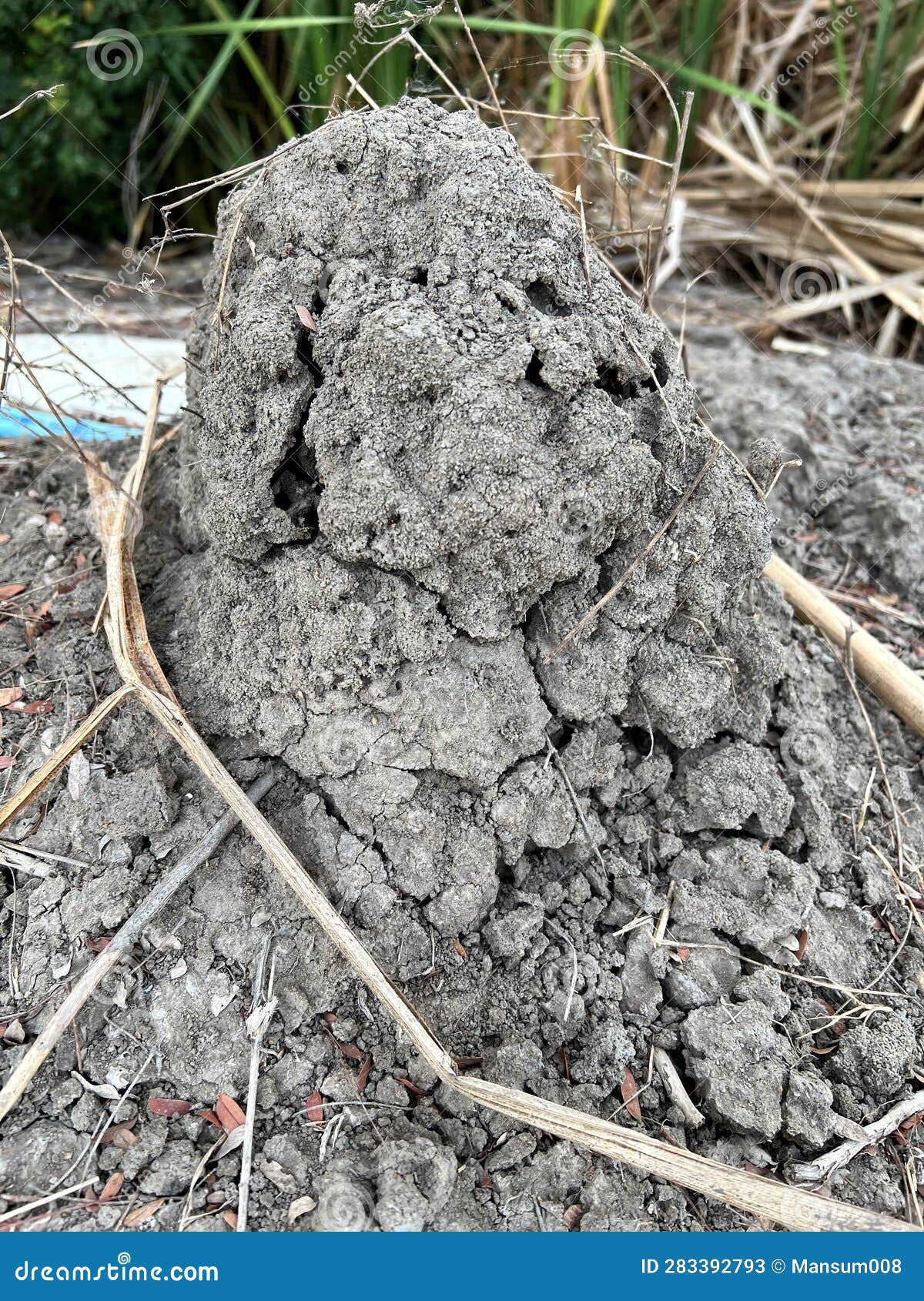 Anthill on the ground stock image. Image of farm, brown - 283392793
