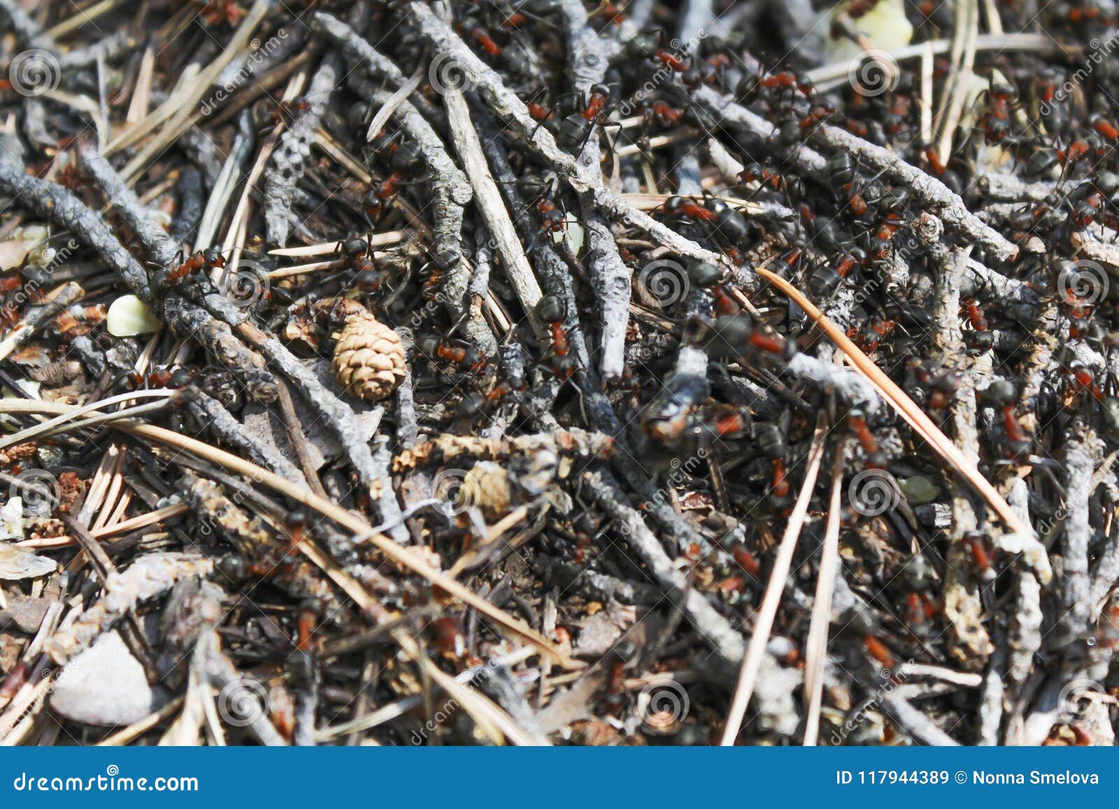 The anthill, ants stock image. Image of antheap, closeup - 117944389