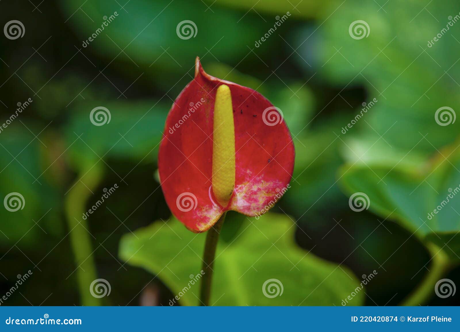 Close Up Anthurium Spectabile. Red Flower Stock Photo - Image of ...