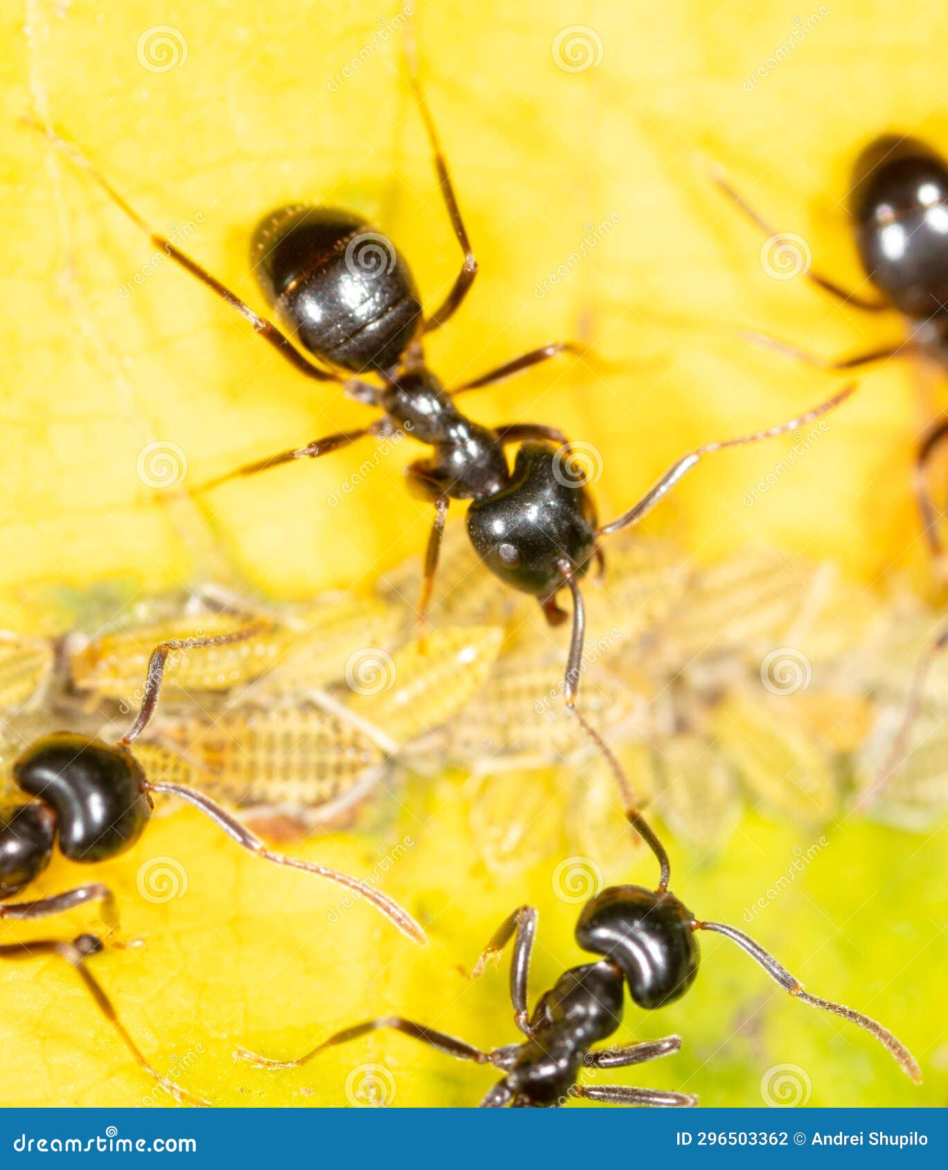 Close-up of Ants and Aphids on a Leaf. Macro Stock Photo - Image of ...