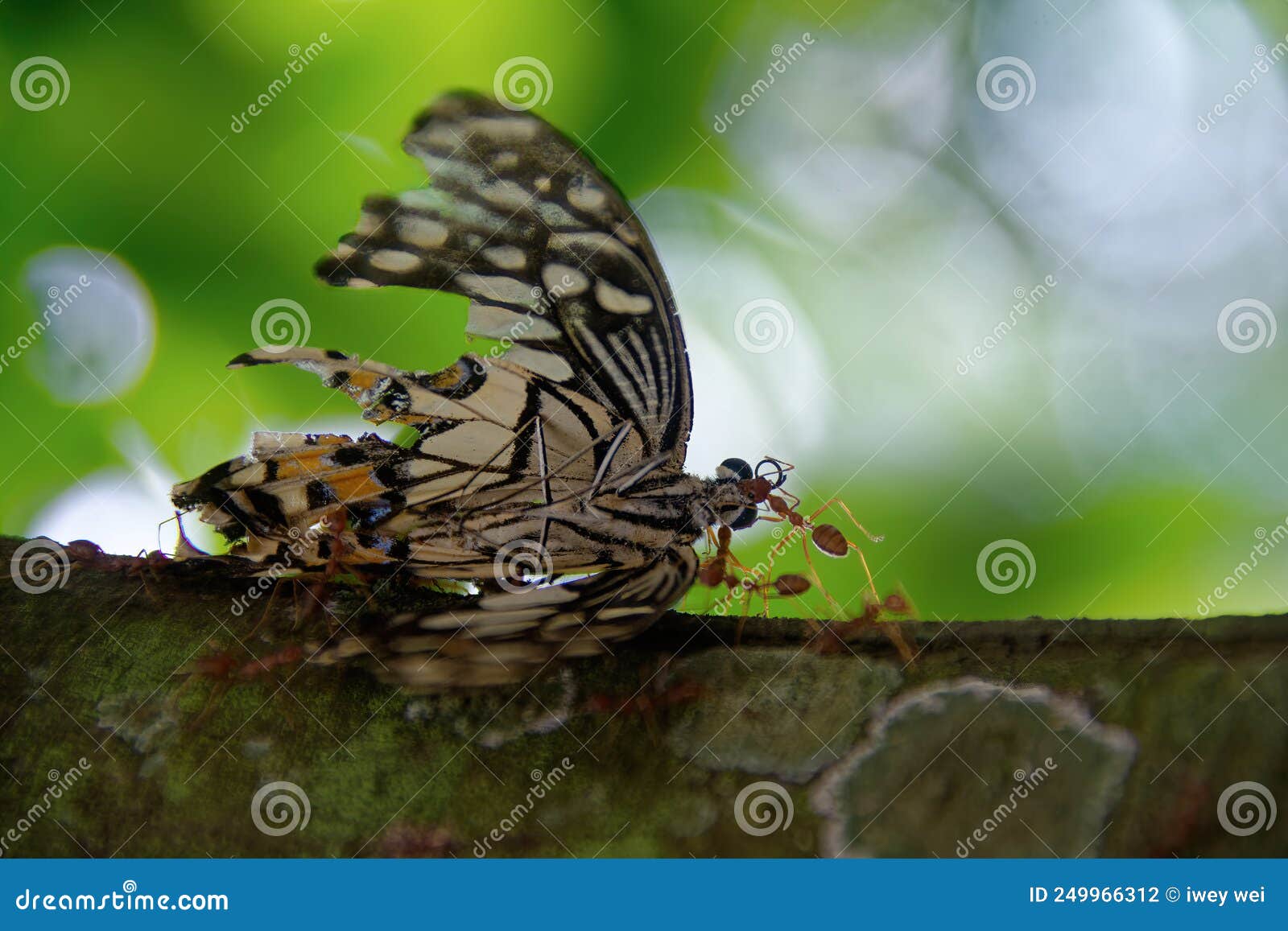 Close-up of Ants Colony Caught Butterfly Stock Photo - Image of colony ...