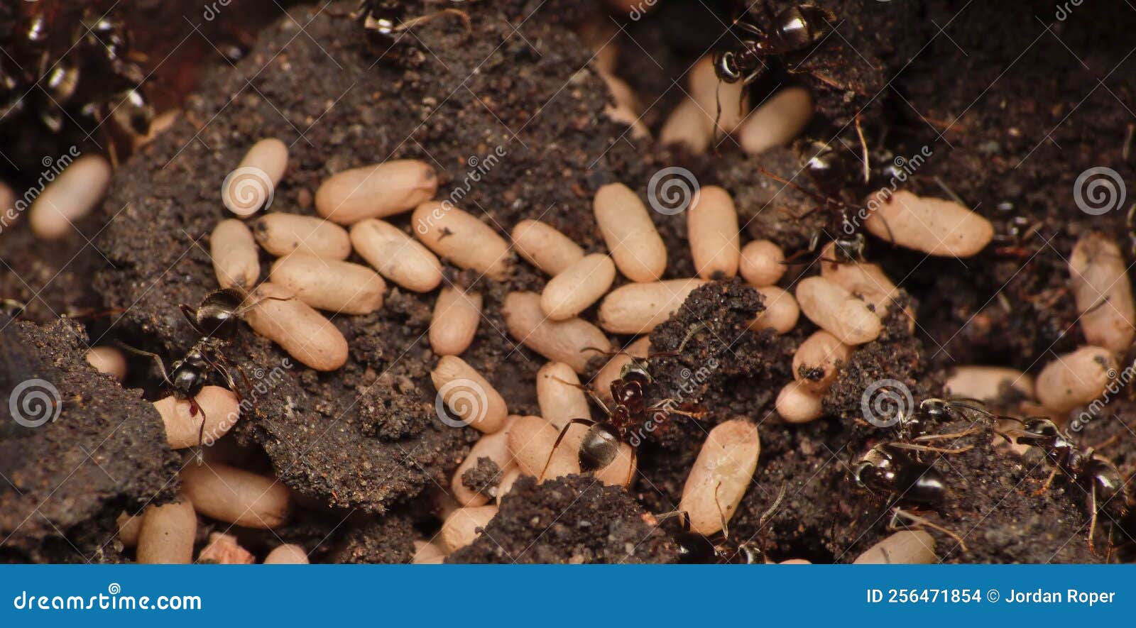 Ant eggs stock photo. Image of ants, eggs, invertebrate - 256471854