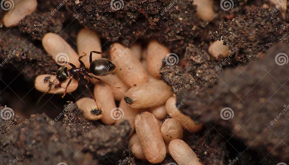 Ant eggs stock image. Image of farm, insect, ground - 256471875