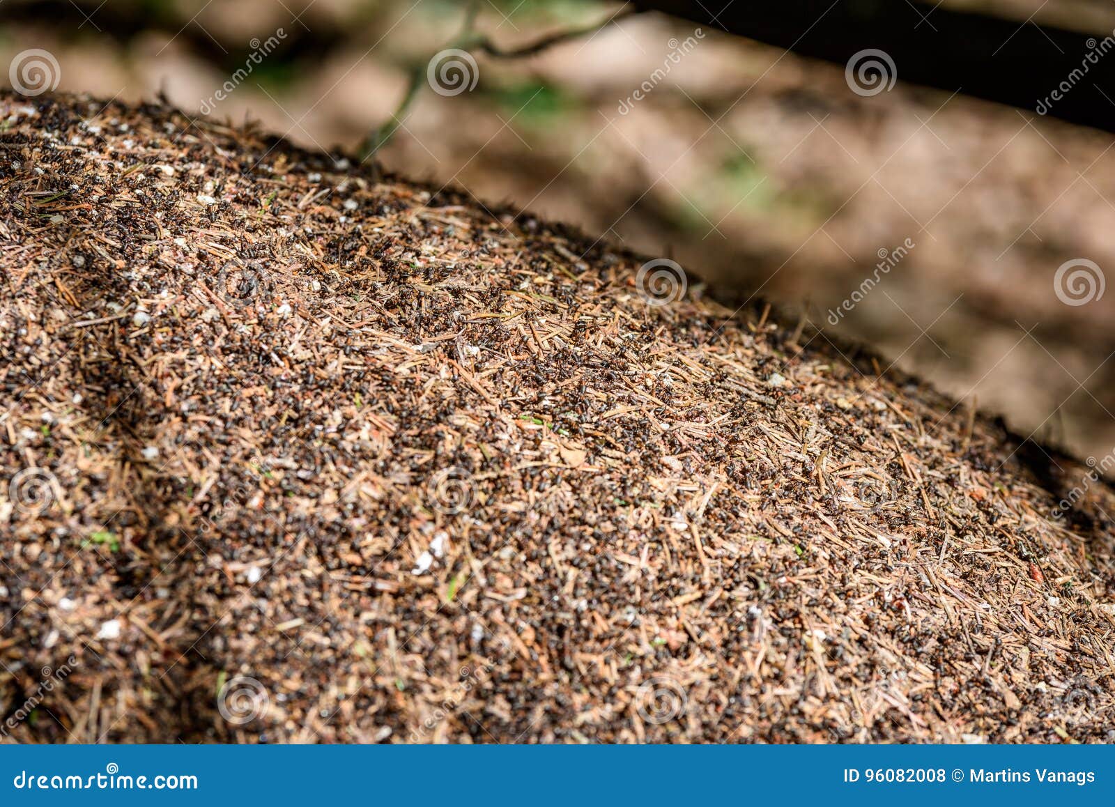 Close-up of Ants Nest. Large Ant Hill in Summer Forest Stock Photo ...