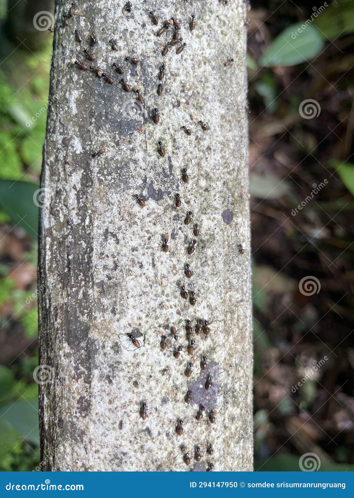 Close-up Ants Walk in Rows on the Stone Pillars. Stock Photo - Image of ...