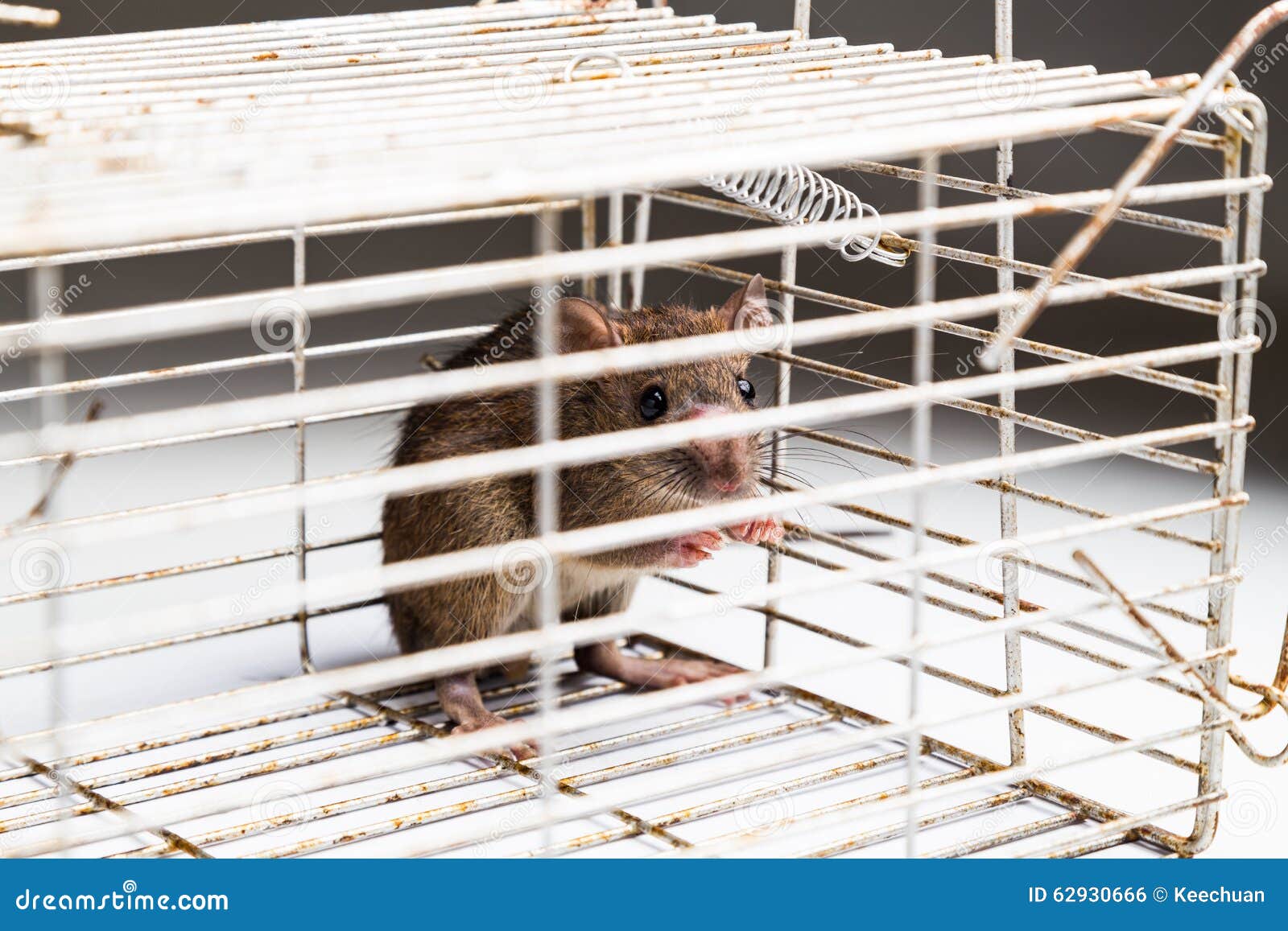 Close Up of Anxious Rat Trapped in Metal Cage Stock Photo - Image of ...