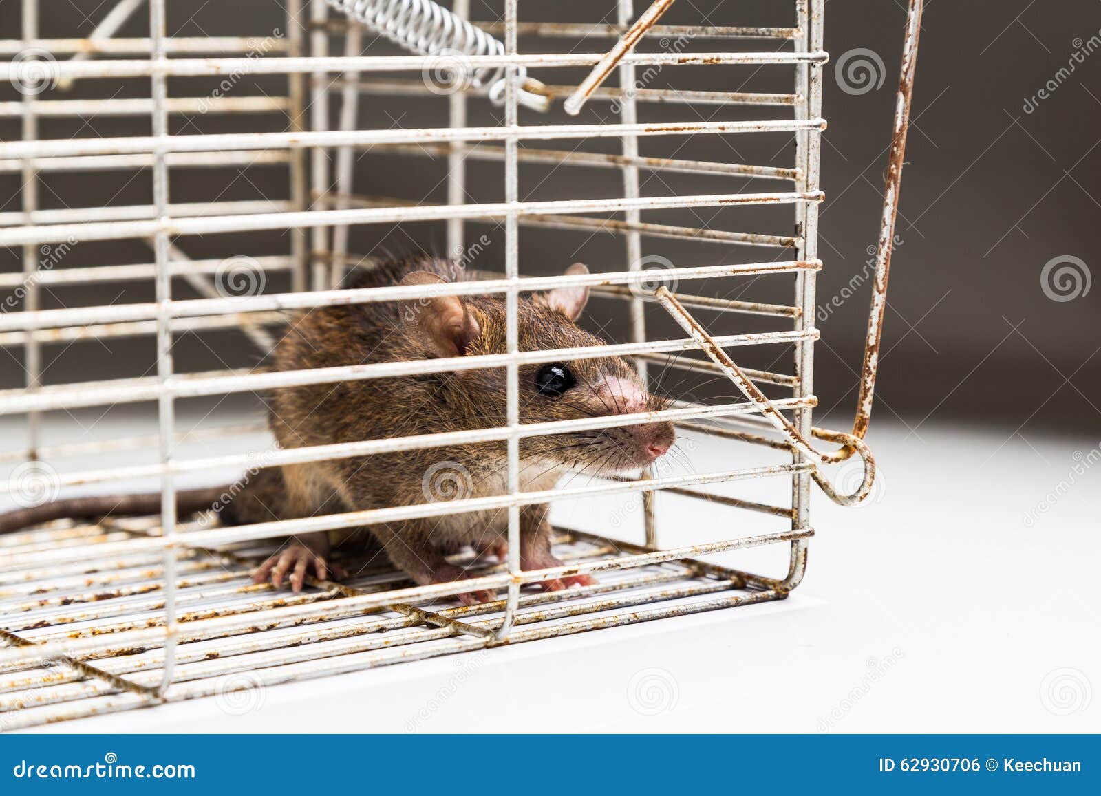 Close Up of Anxious Rat Trapped in Metal Cage Stock Photo - Image of ...